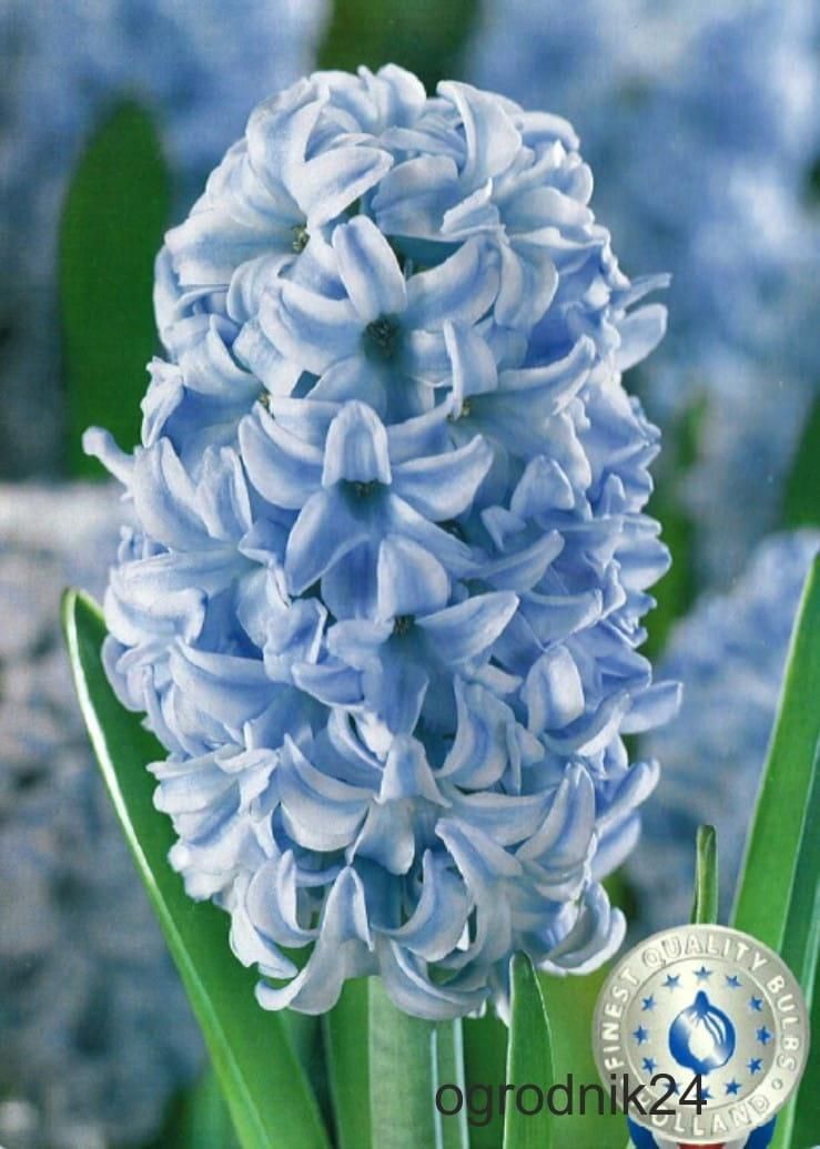 Hiacynt Skyline Niebieski Cebulki 10szt. - Ceny i opinie - Ceneo.pl