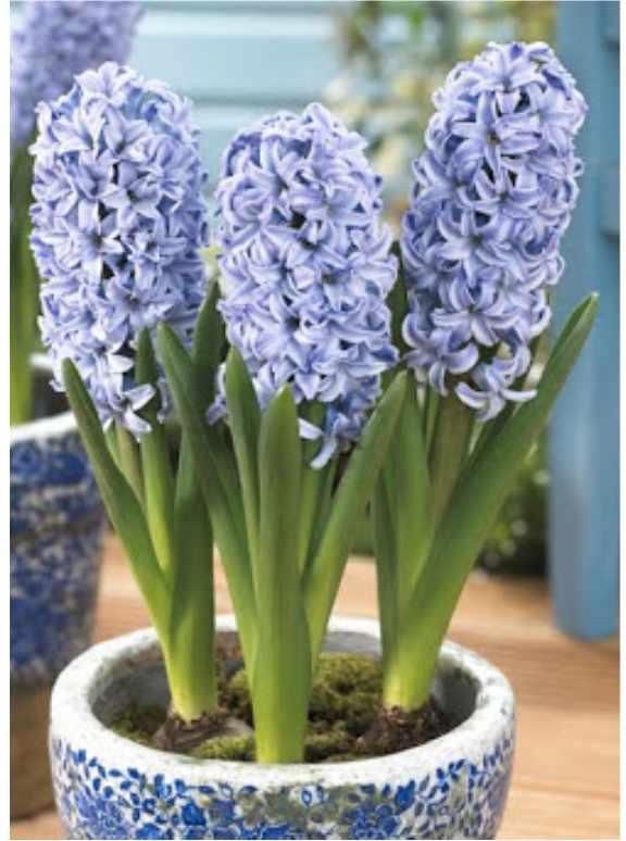 Hiacynt Skyline Niebieski Cebulki 10szt. - Ceny i opinie - Ceneo.pl