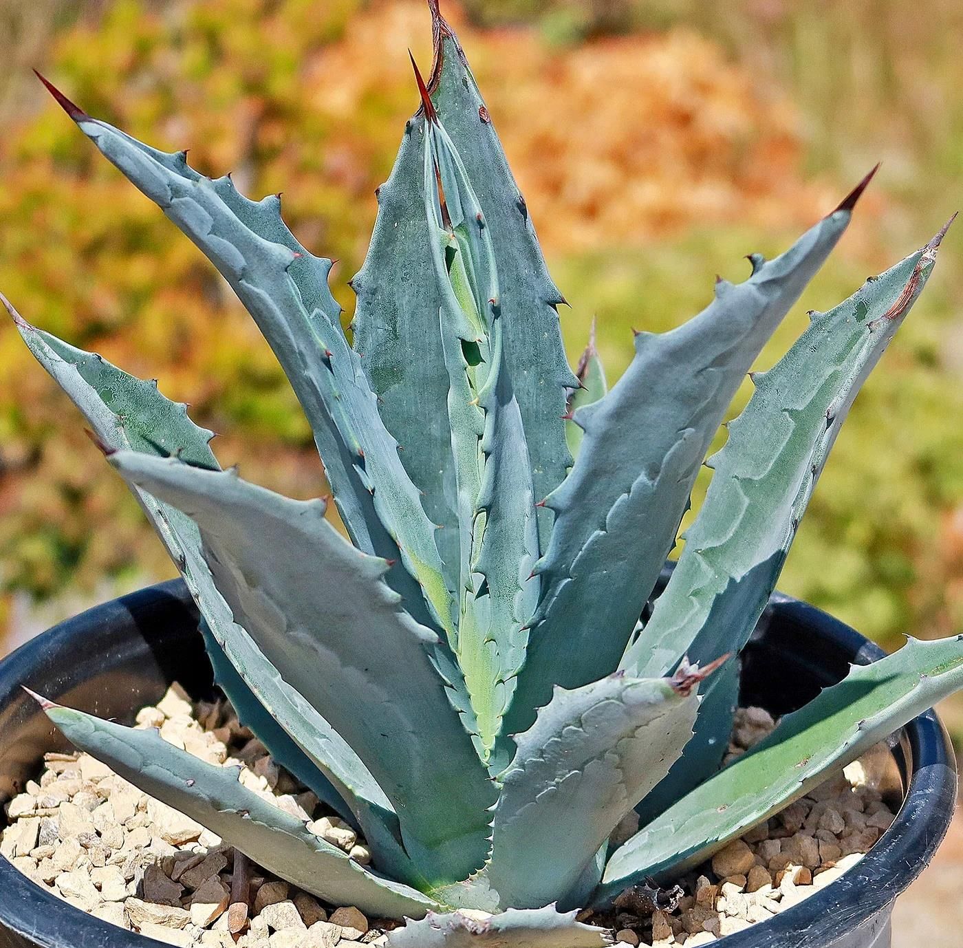 Agawa Amerykańska-Agave Americana 10 Nasion - Ceny i opinie - Ceneo.pl