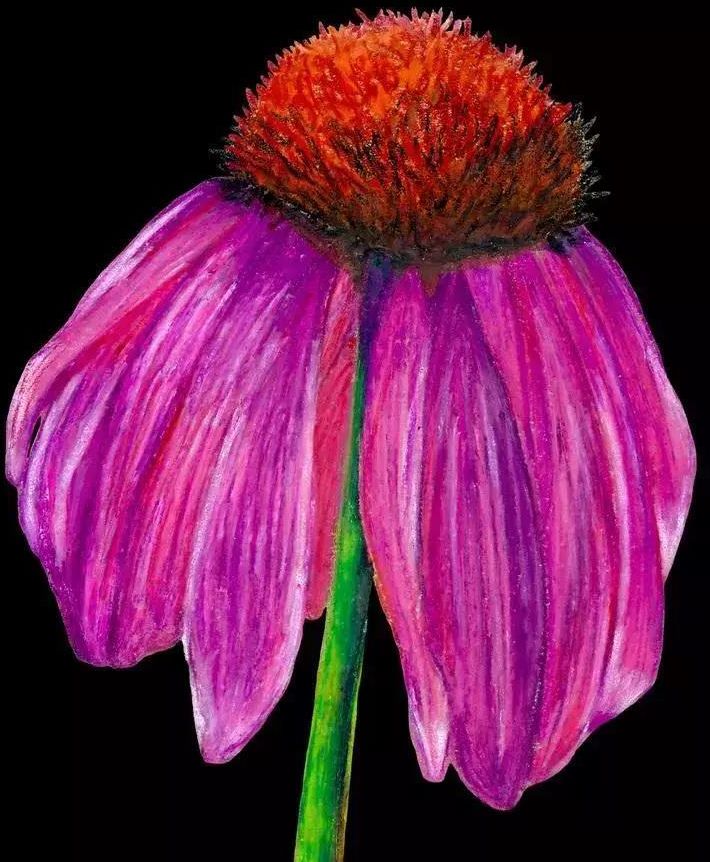 Susan Entwistle Karnet Z Kopertą Sb10 Jeżówka - Ceny i opinie - Ceneo.pl