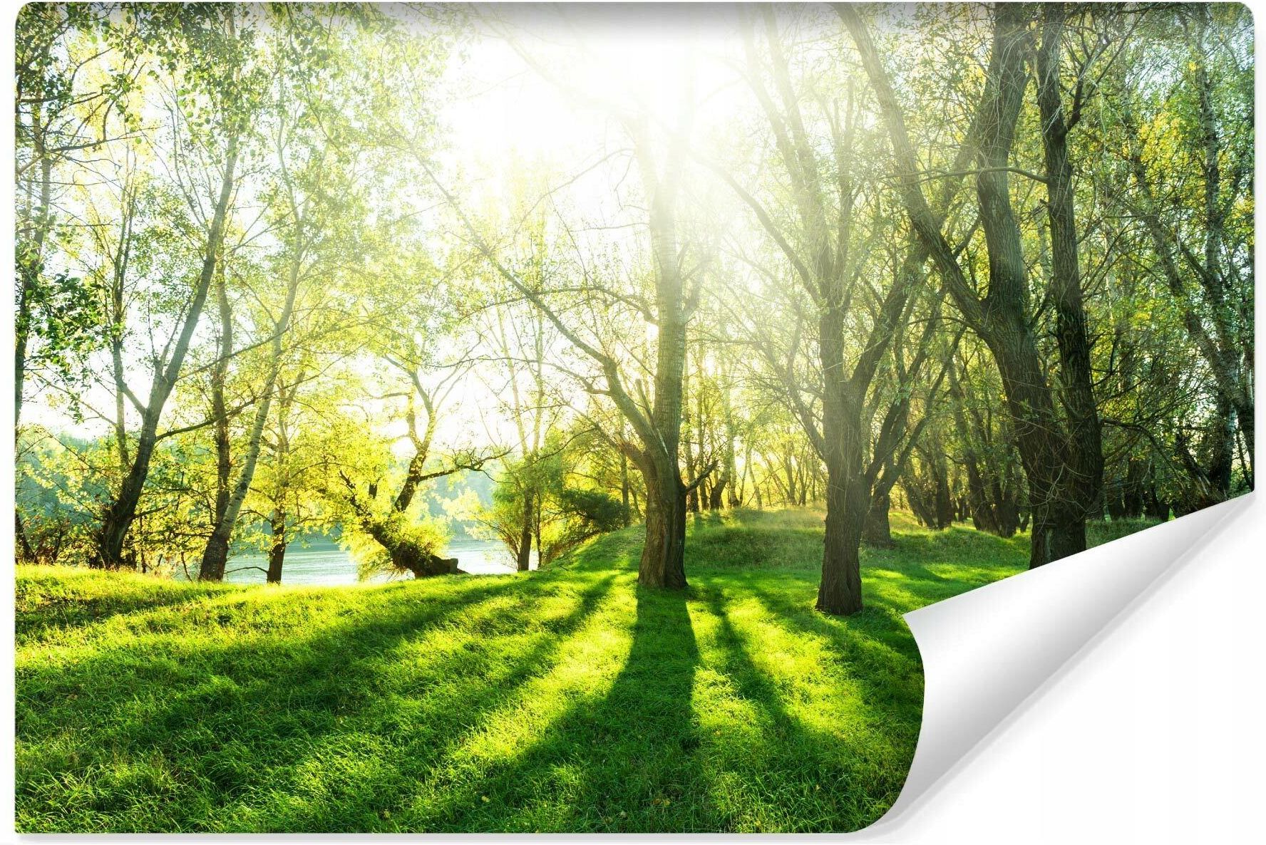 Muralo Fototapeta Do Sypialni Słoneczny Las Drzewa Natura Efekt 3D Park 405X270 - Opinie i ceny ...