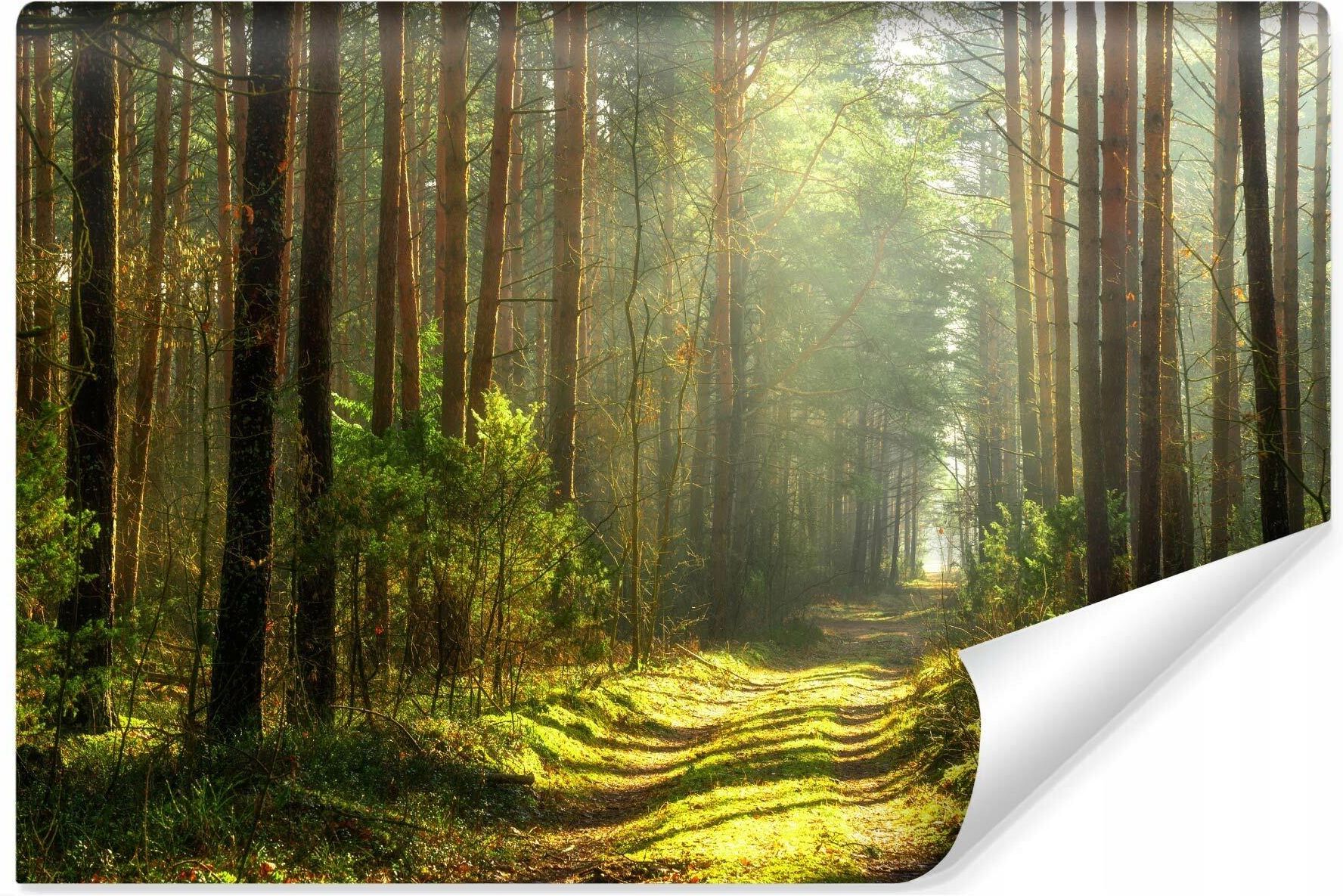 Muralo Fototapeta Ścieżka W Słonecznym Lesie Natura Pejzaż 135X90 - Opinie i ceny na Ceneo.pl