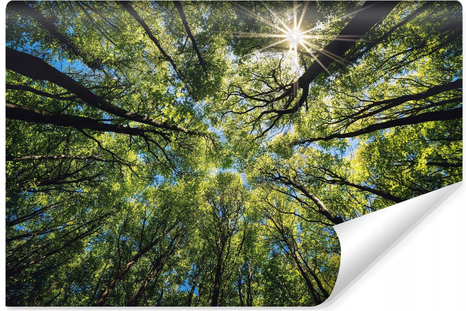 Muralo Fototapeta Las Widok Z Dołu Niebo Efekt 3D Natura 90X60 - Opinie ...