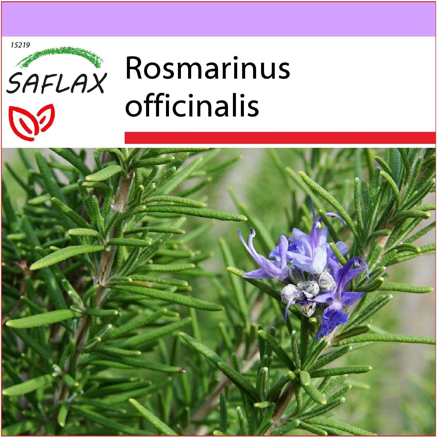 Saflax Rozmaryn 100 Nasion Rosmarinus Officinalis - Ceny i opinie ...