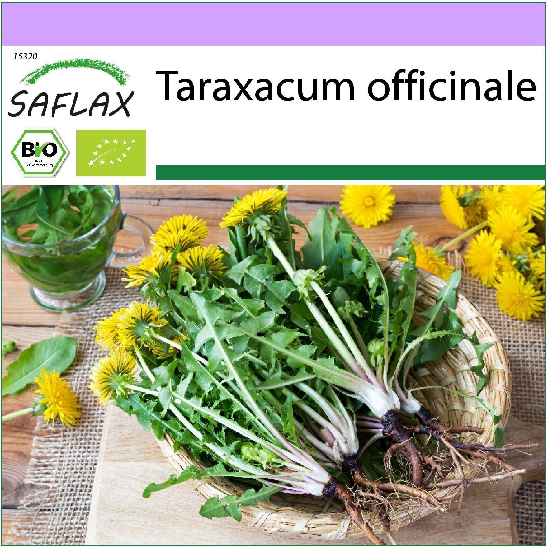 Saflax Organic Mniszek Lekarski 400 Nasion Taraxacum Officinale - Ceny ...
