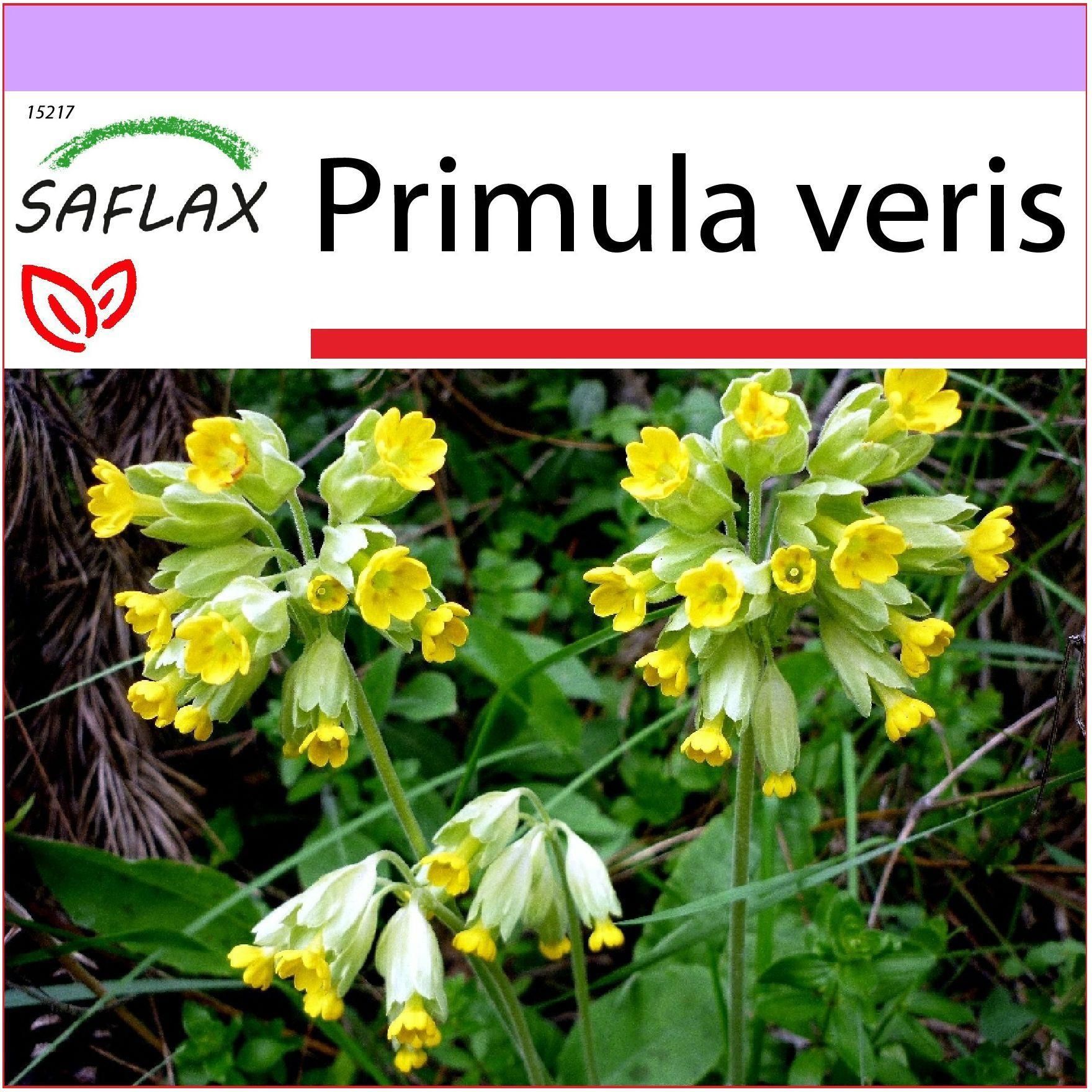 Saflax Wiesiołek 100 Nasion Primula Veris - Ceny i opinie - Ceneo.pl