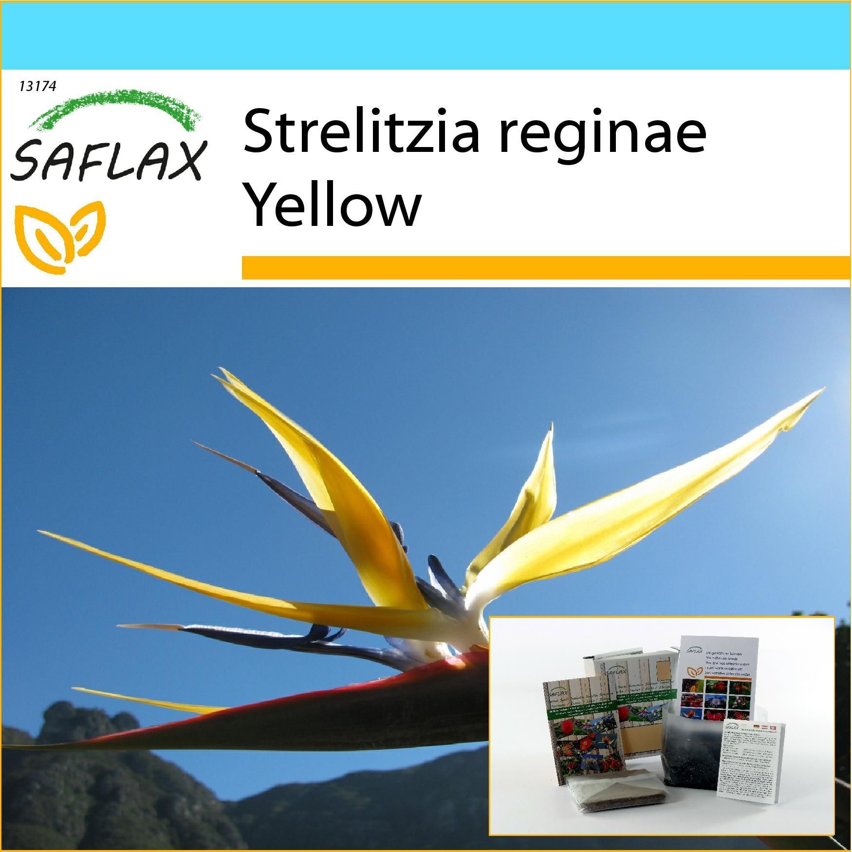 Saflax Zestaw Upominkowy Żółty Strelitzia Mandelas Gold 4 Nasiona Z ...
