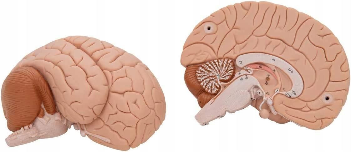 3B Scientific Anatomia Człowieka Model Mózgu - ceny i opinie - Ceneo.pl