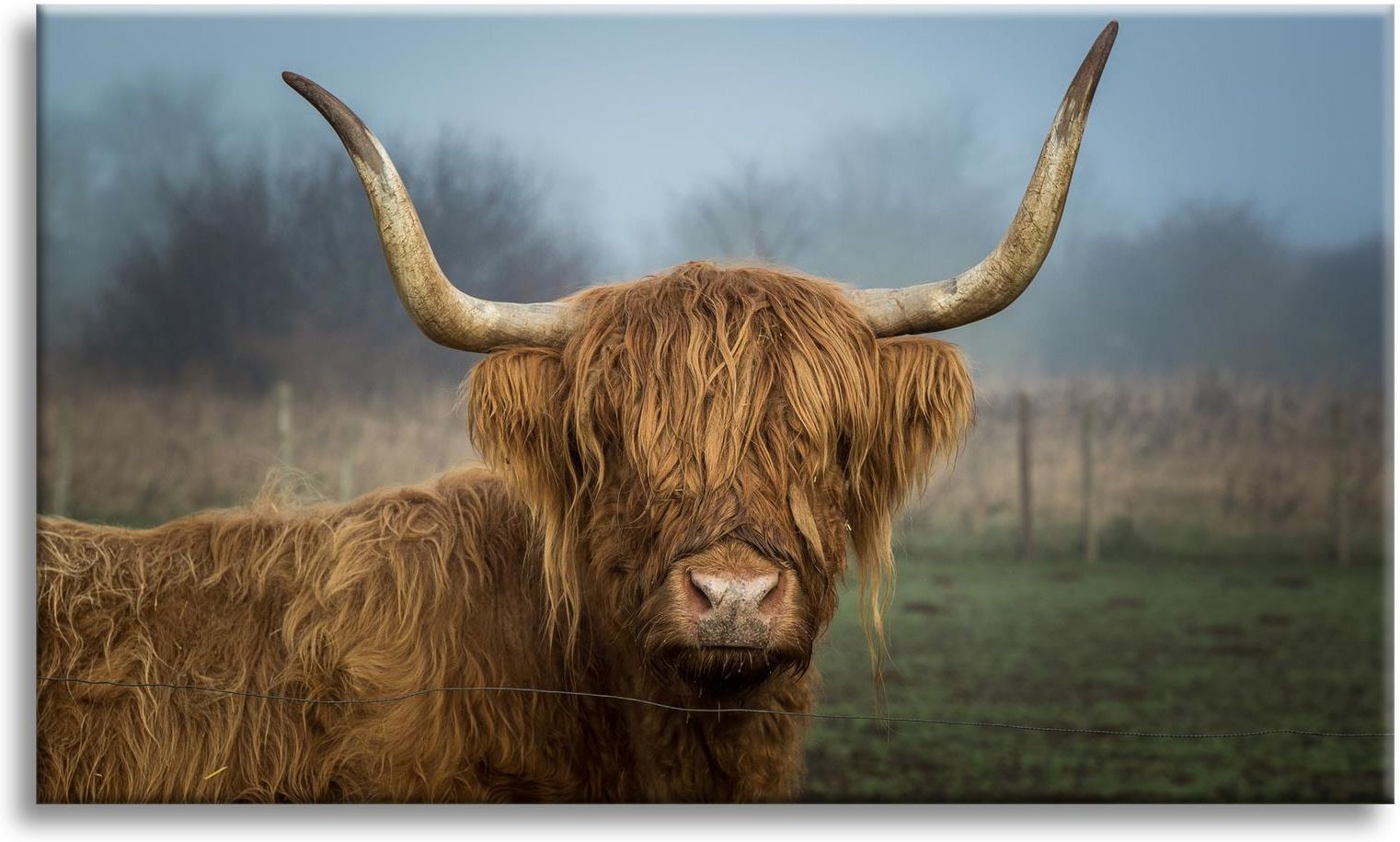 Mpink Obraz Na Płótnie Zwierzęta Krowa 40X30 Cm 2571 - Opinie i ...