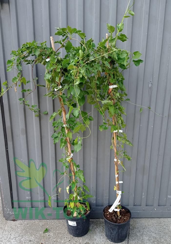 Zszp Rdest Auberta - Ceny i opinie - Ceneo.pl