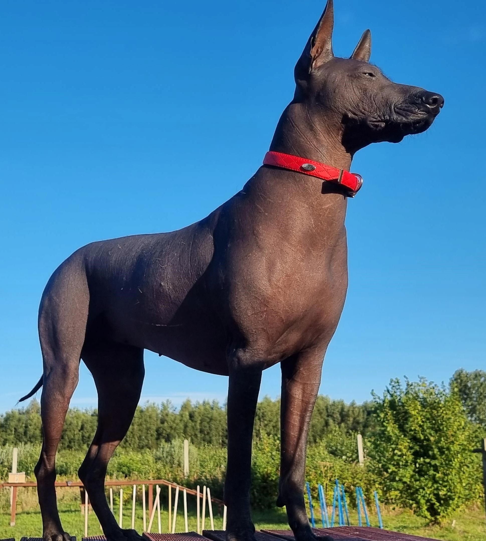 Dingo Obroża Wegańska Terra Fire Z Klamrą L 14259 - Ceny i opinie ...