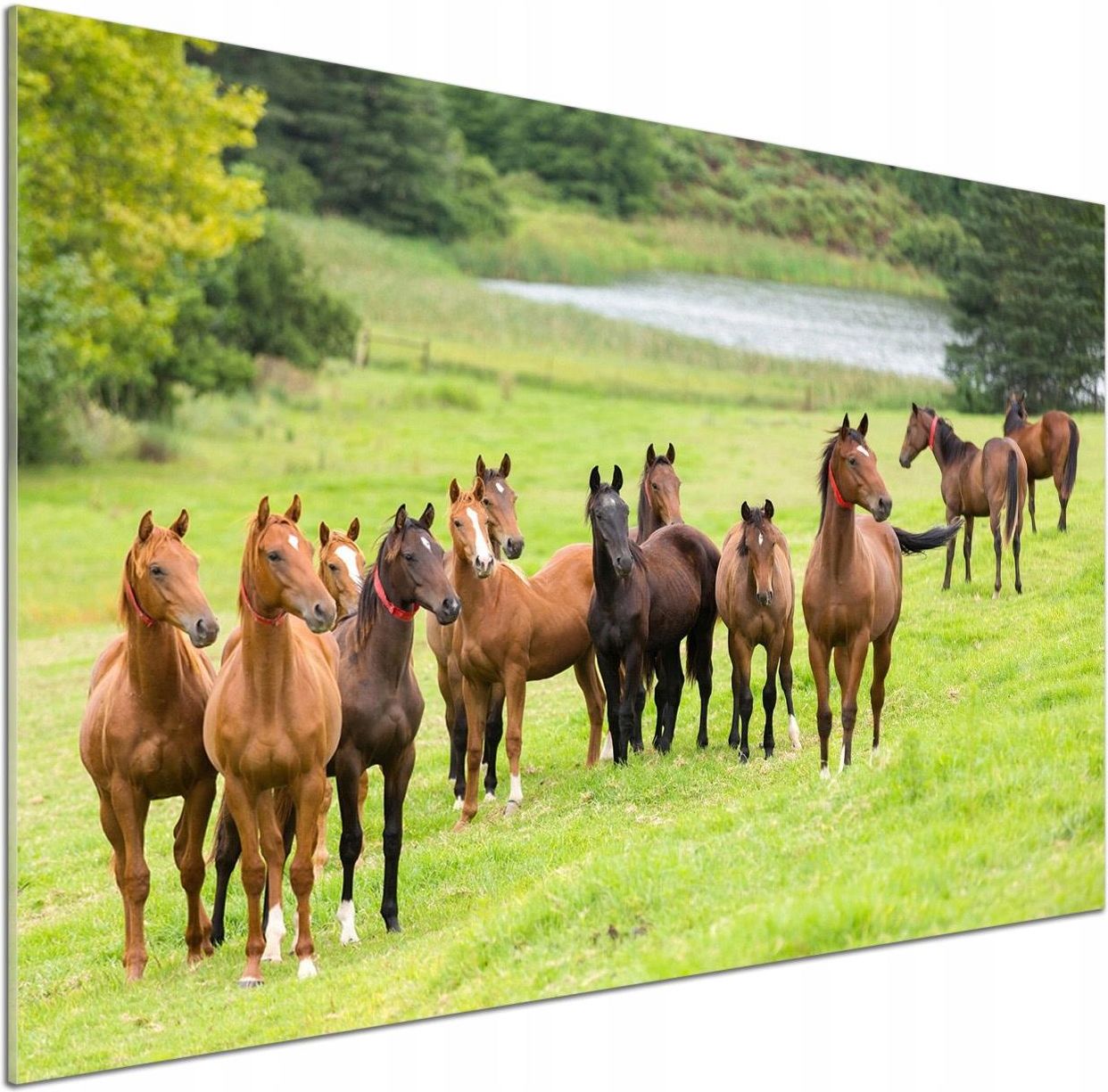 Tulup Panel Do Kuchni Stado Koni Na Łące 100x70 Klej - opinie i ceny na ...