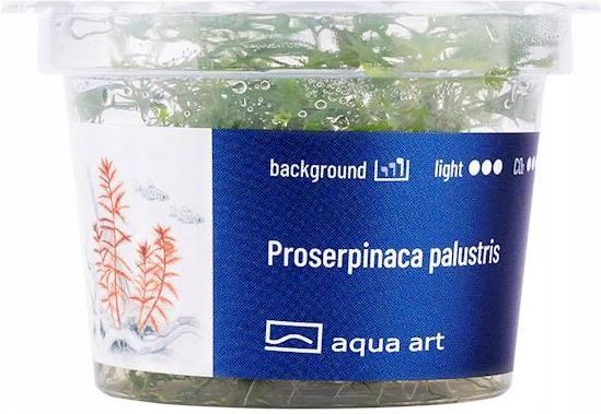 Proserpinaca Palustris Roślina In Vitro Kubek 5cm - Ceny i opinie ...