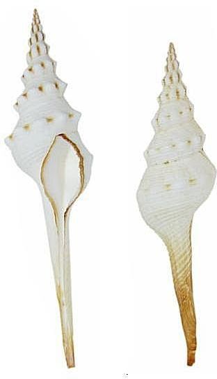 Muszla White Fusus 10-12cm - Ceny i opinie - Ceneo.pl