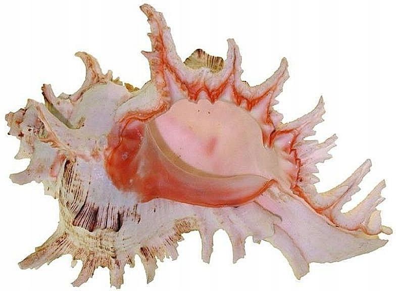 Muszla Murex Ramosus 5 12-14cm - Ceny i opinie - Ceneo.pl