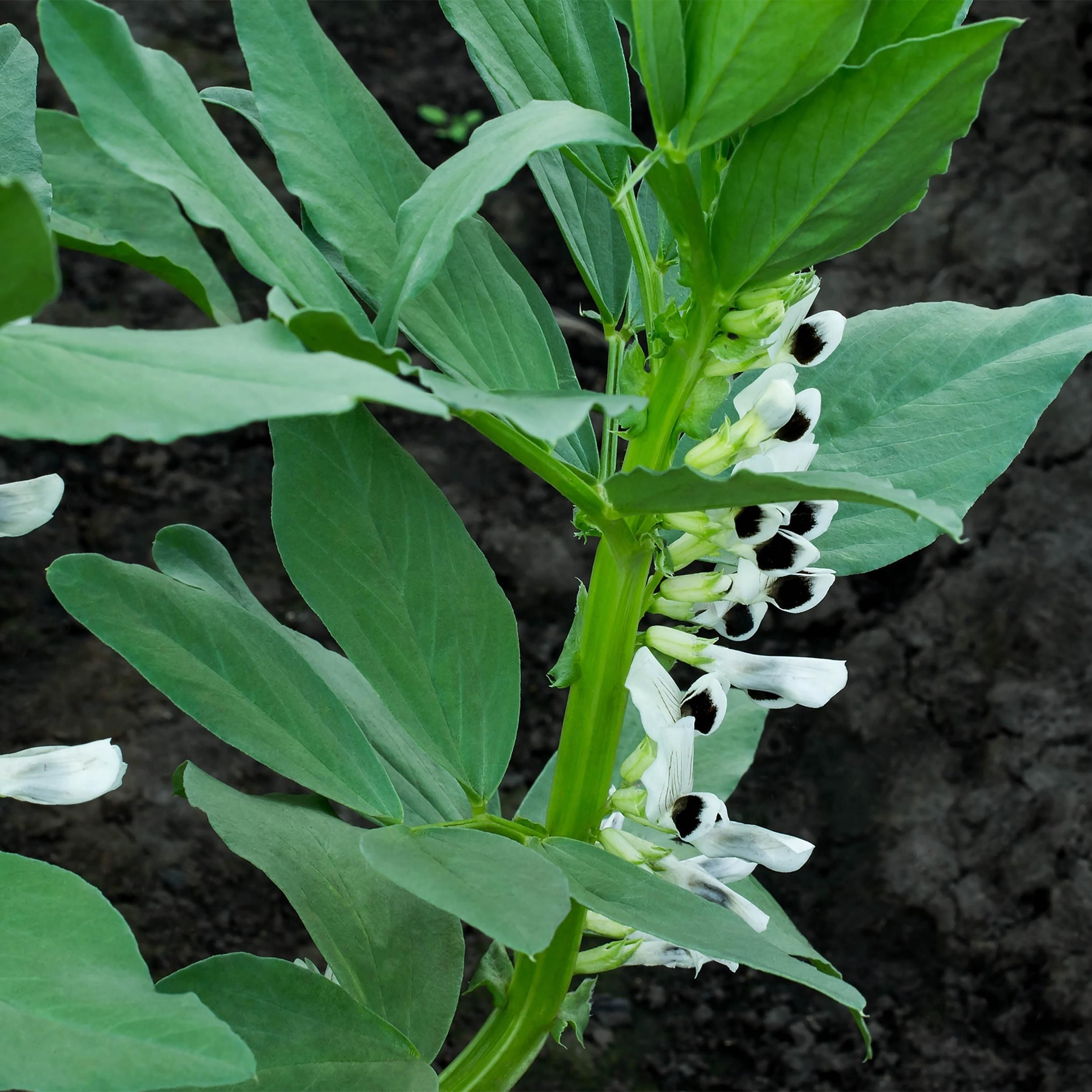 W. Legutko Bobik Bobas 1Kg Nasiona Na Poplon - Ceny i opinie - Ceneo.pl