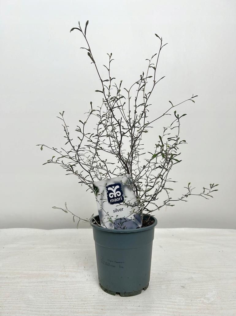 Corokia Maori Silver Drzewko - Ceny i opinie - Ceneo.pl