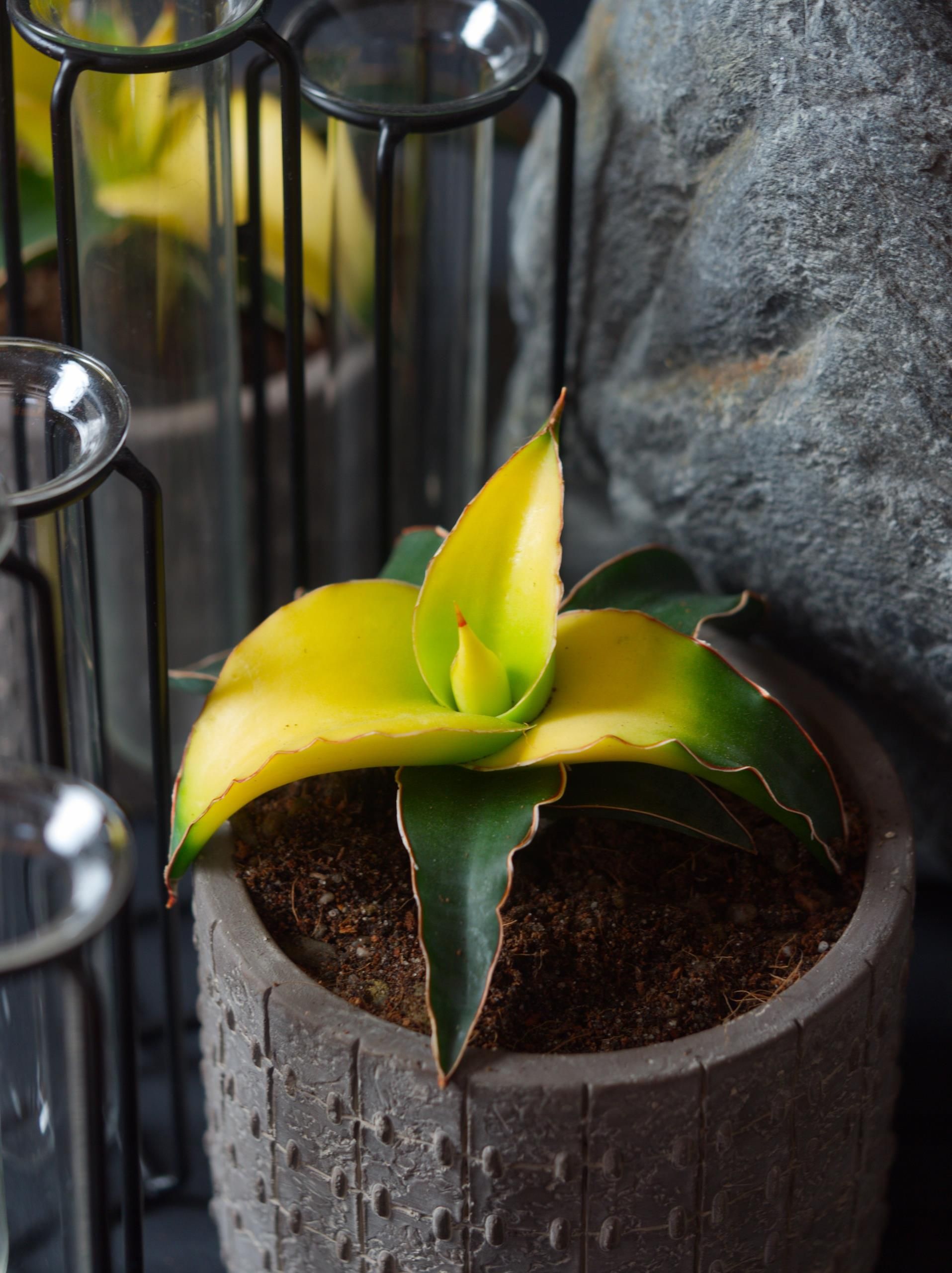 Sansewieria Star Canary Piękna Sansevieria L - Ceny i opinie - Ceneo.pl