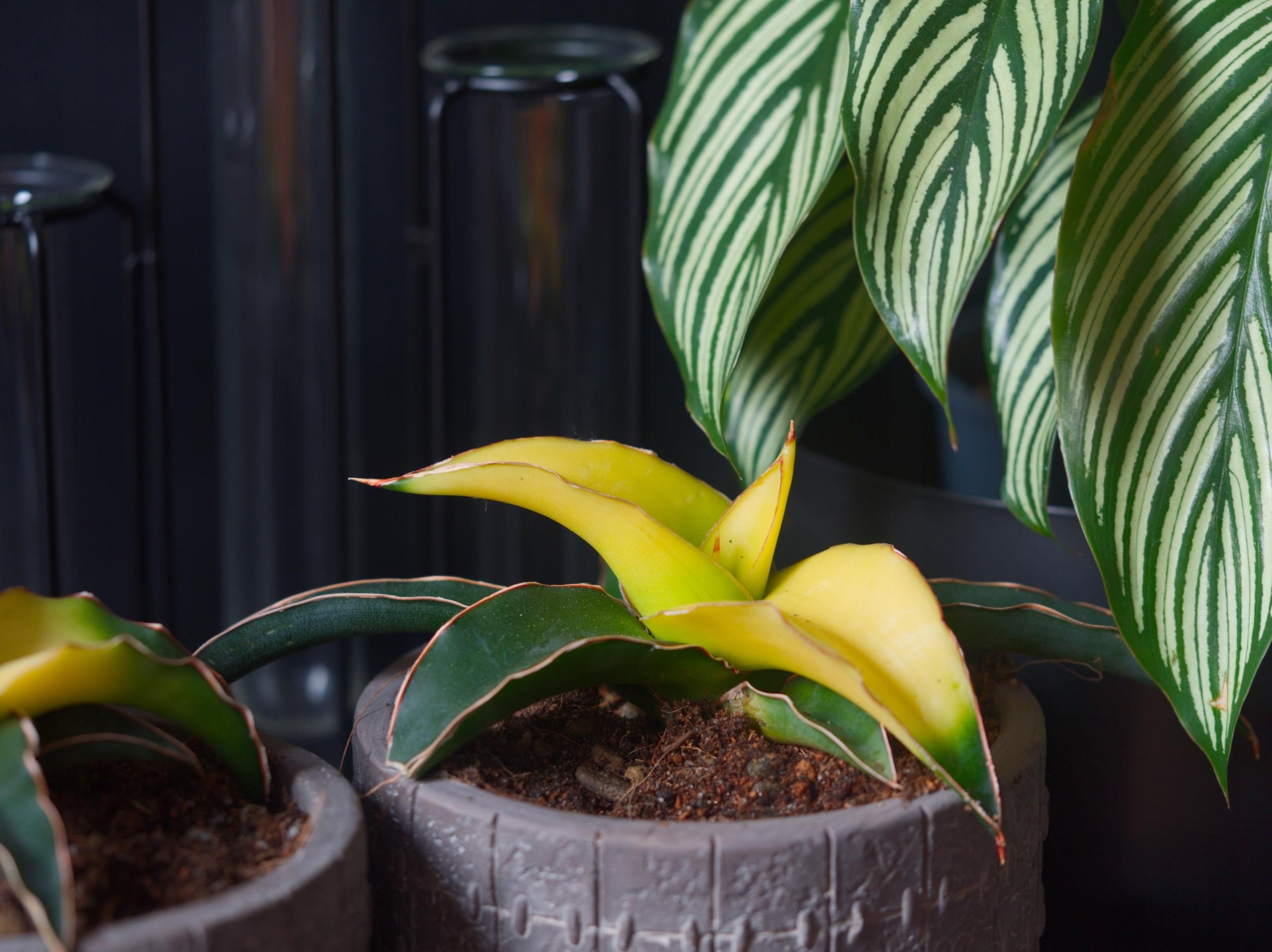 Sansewieria Star Canary Piękna Sansevieria L - Ceny i opinie - Ceneo.pl