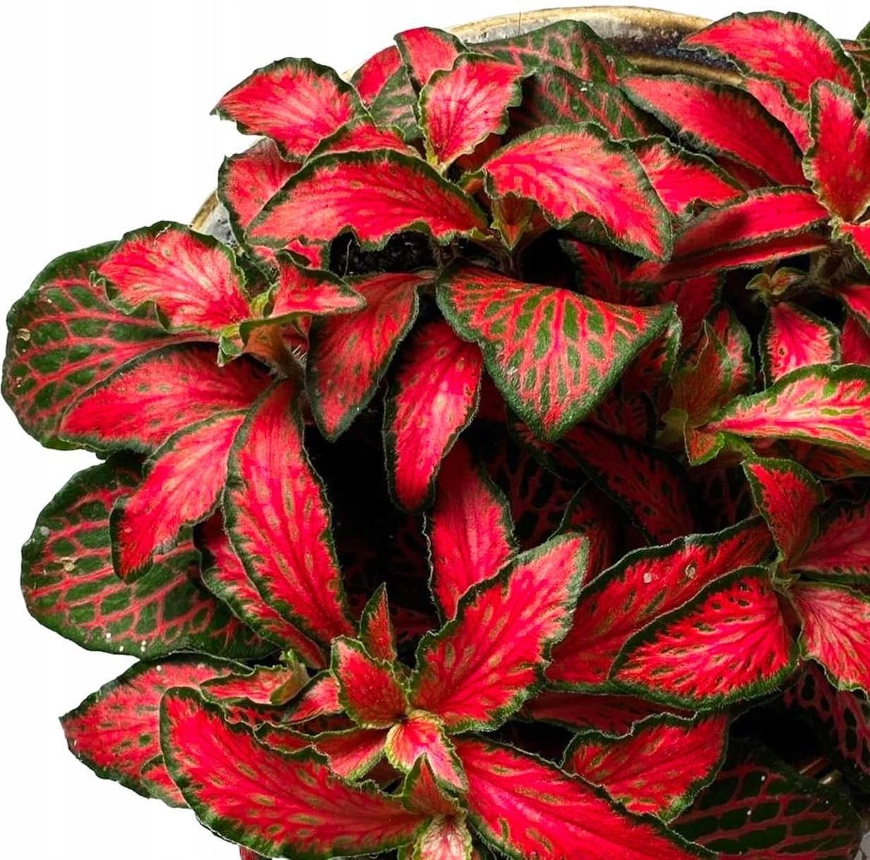 Fittonia Forest Flame Fitonia Las W Słoiku - Ceny i opinie - Ceneo.pl