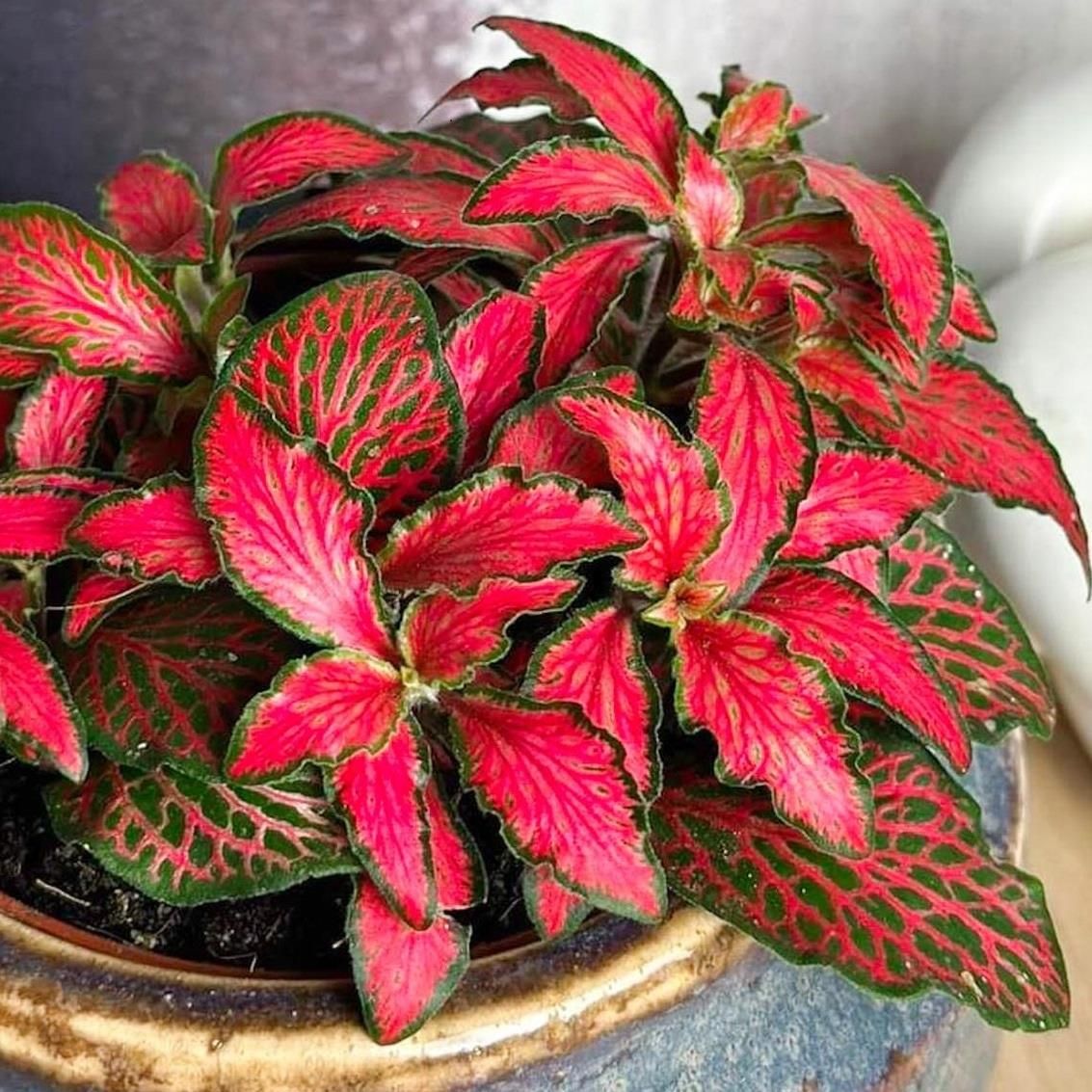 Fittonia Forest Flame Fitonia Las W Słoiku - Ceny i opinie - Ceneo.pl