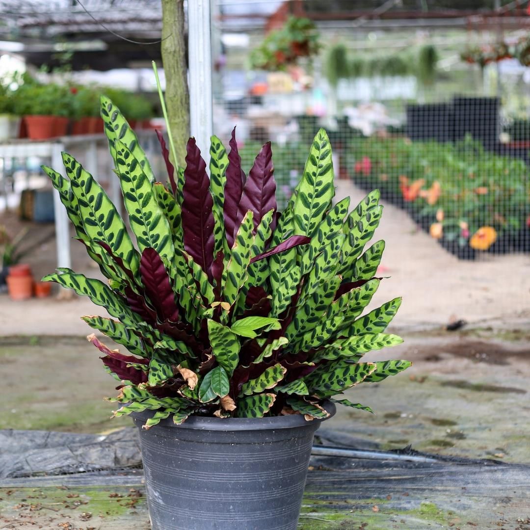Calathea Lancifolia Kalatea Lancetolistna Duża - Ceny i opinie - Ceneo.pl
