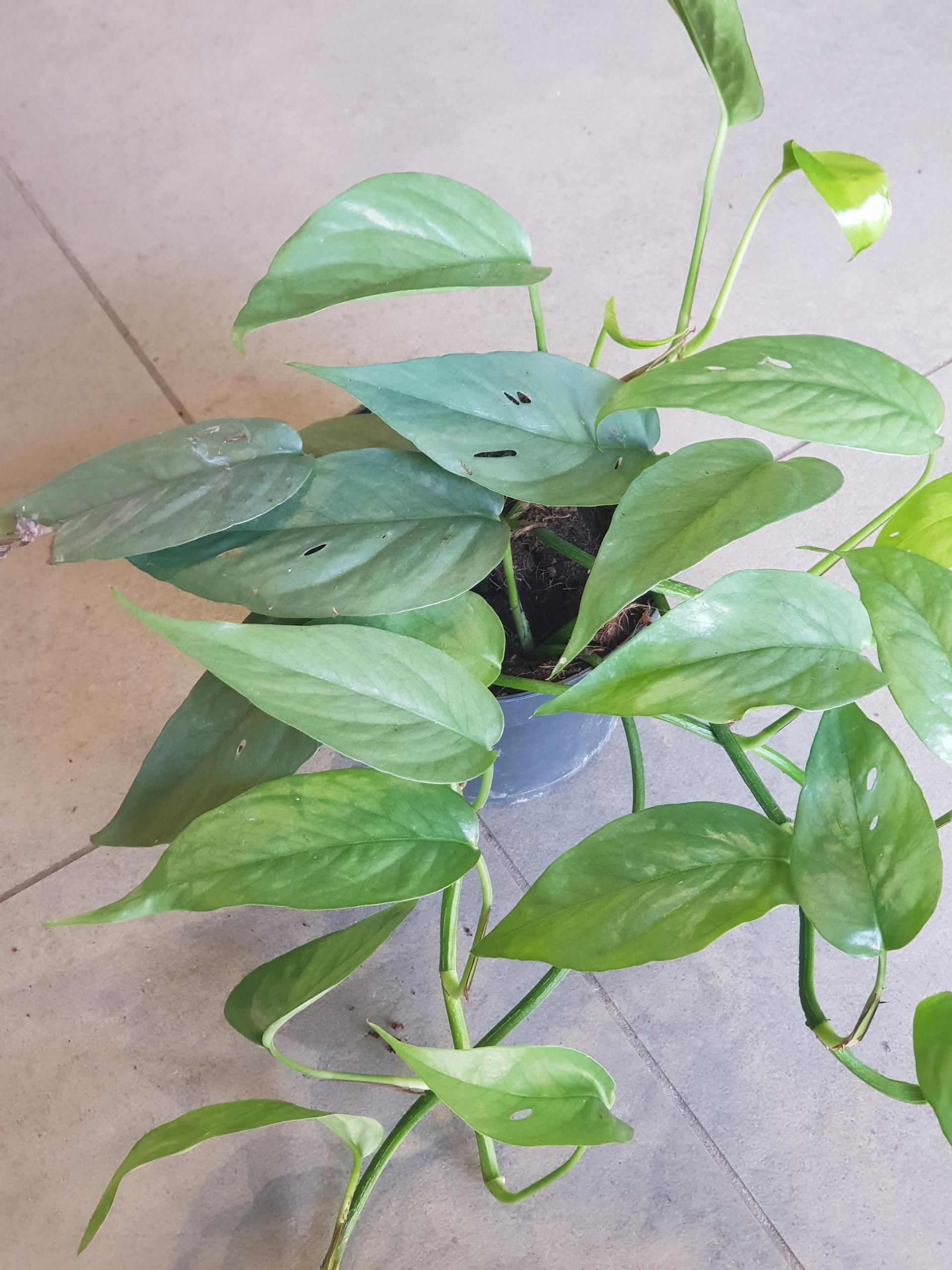 Philodendron Cebu Blue Filodendron - Ceny i opinie - Ceneo.pl