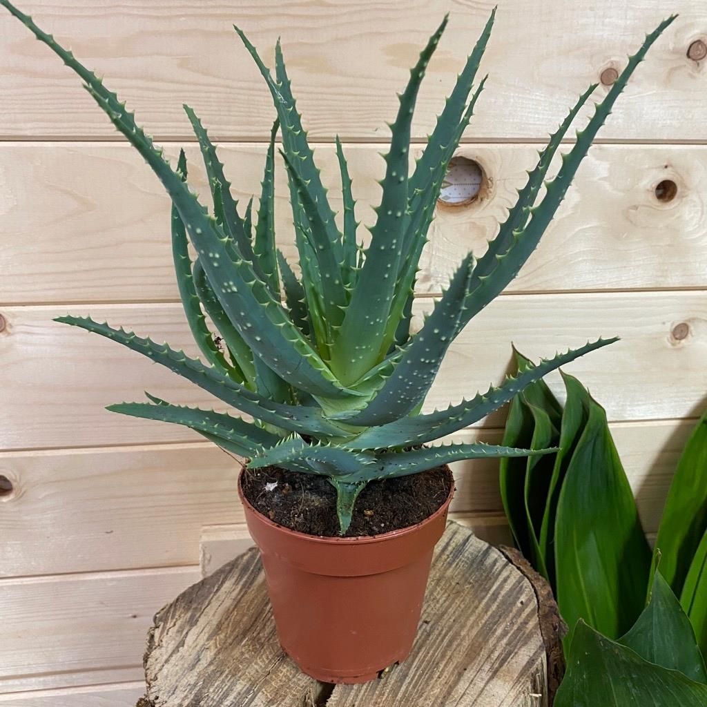 Aloes Drzewiasty Aloe Arborescens Aloes Leczniczy - Ceny i opinie ...
