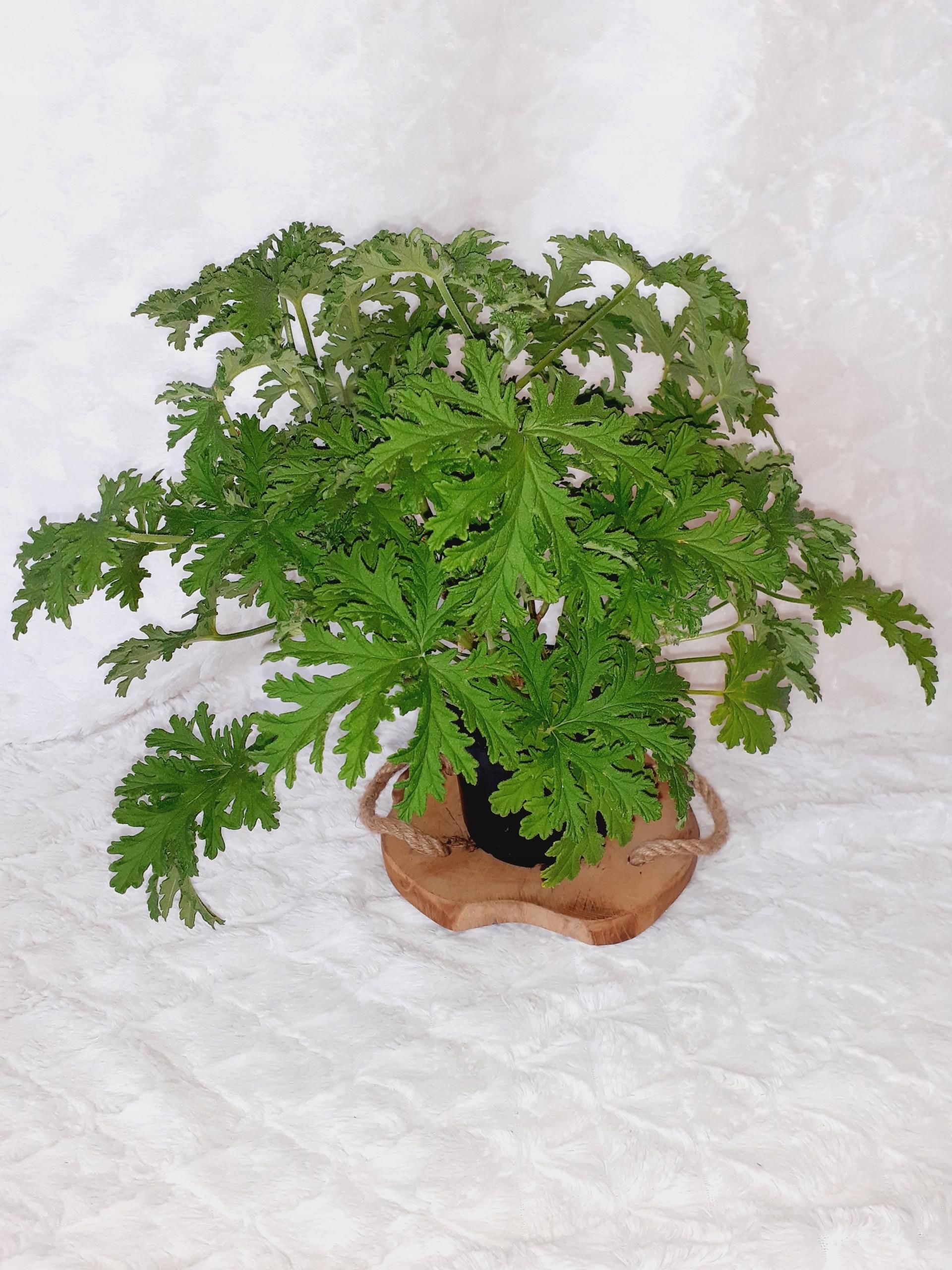 Geranium Anginka Pelargonium Graveolens 12cm - Ceny i opinie - Ceneo.pl