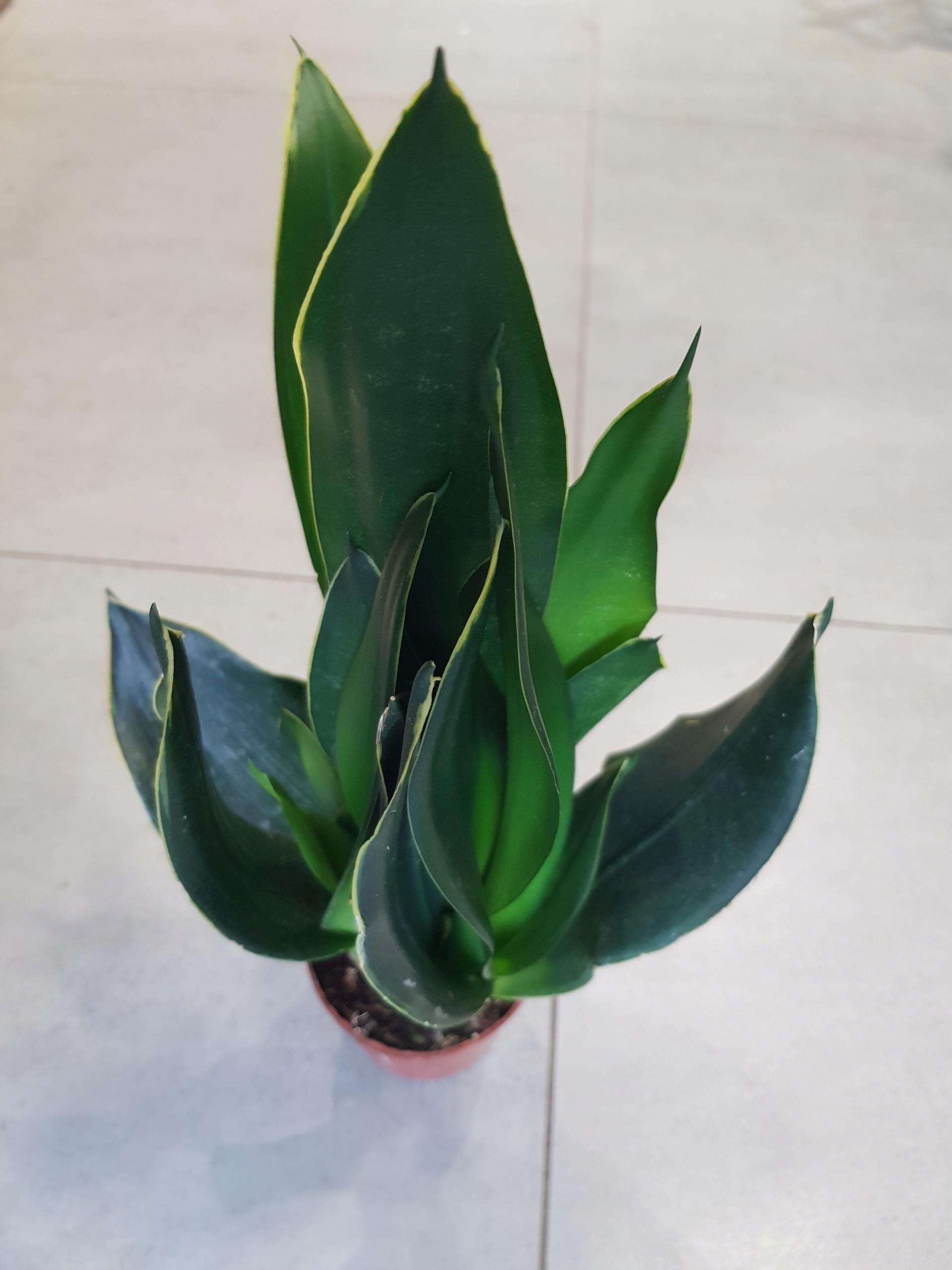 Sansevieria Midnight Shine Sanseweria - Ceny i opinie - Ceneo.pl