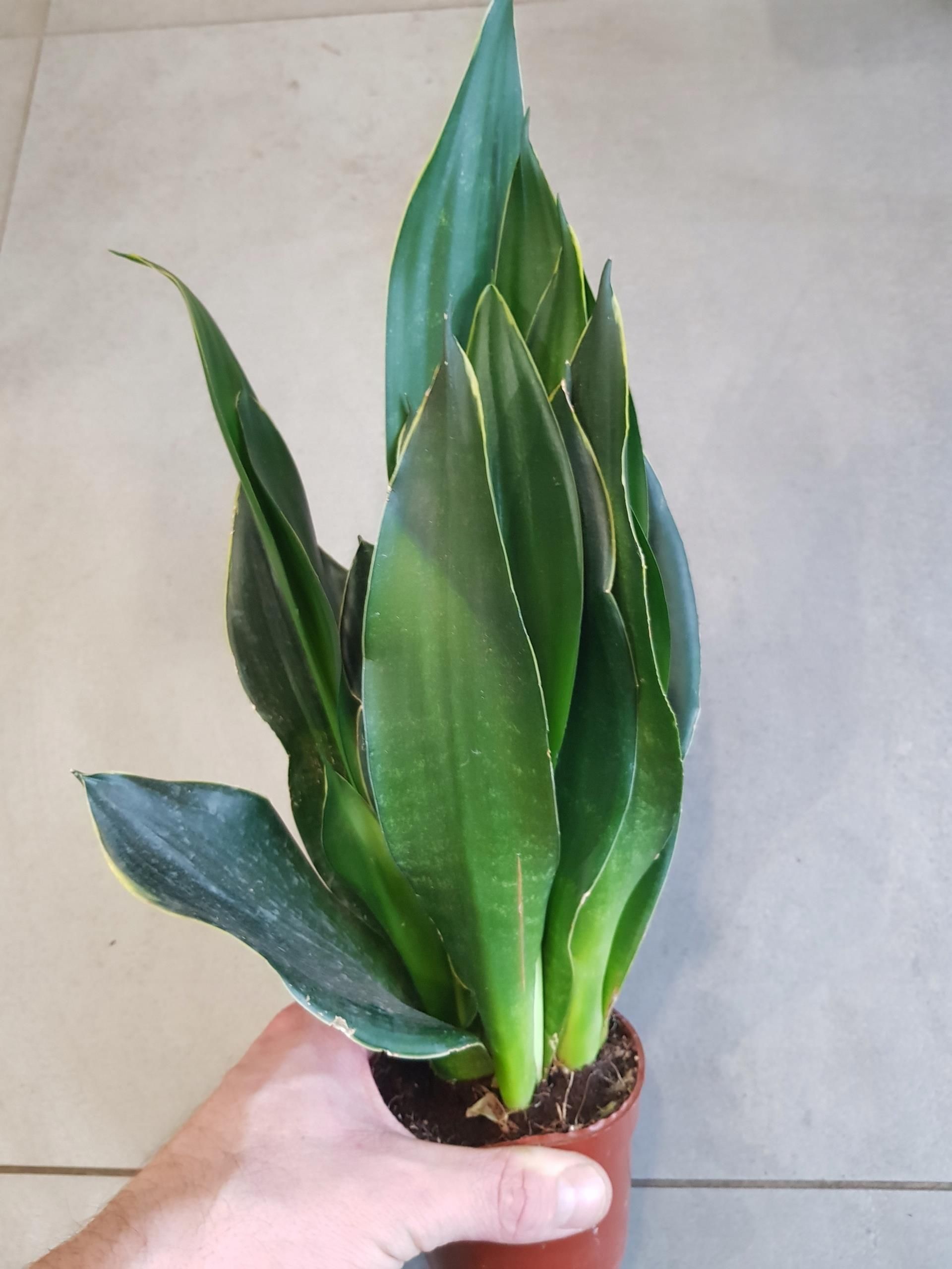 Sansevieria Midnight Shine Sanseweria - Ceny i opinie - Ceneo.pl