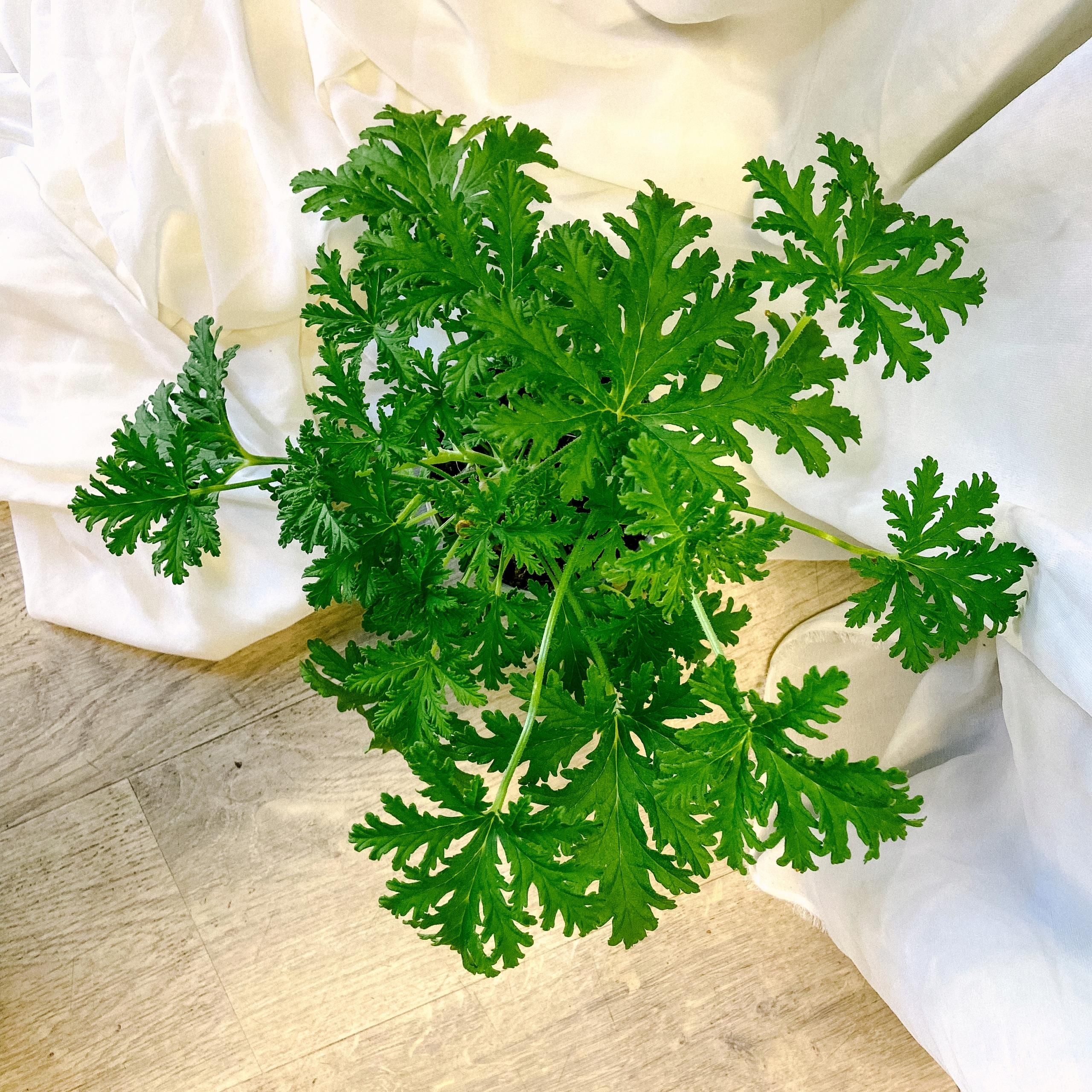 Geranium Anginka Roślina Do Ucha Pelargonia - Ceny i opinie - Ceneo.pl