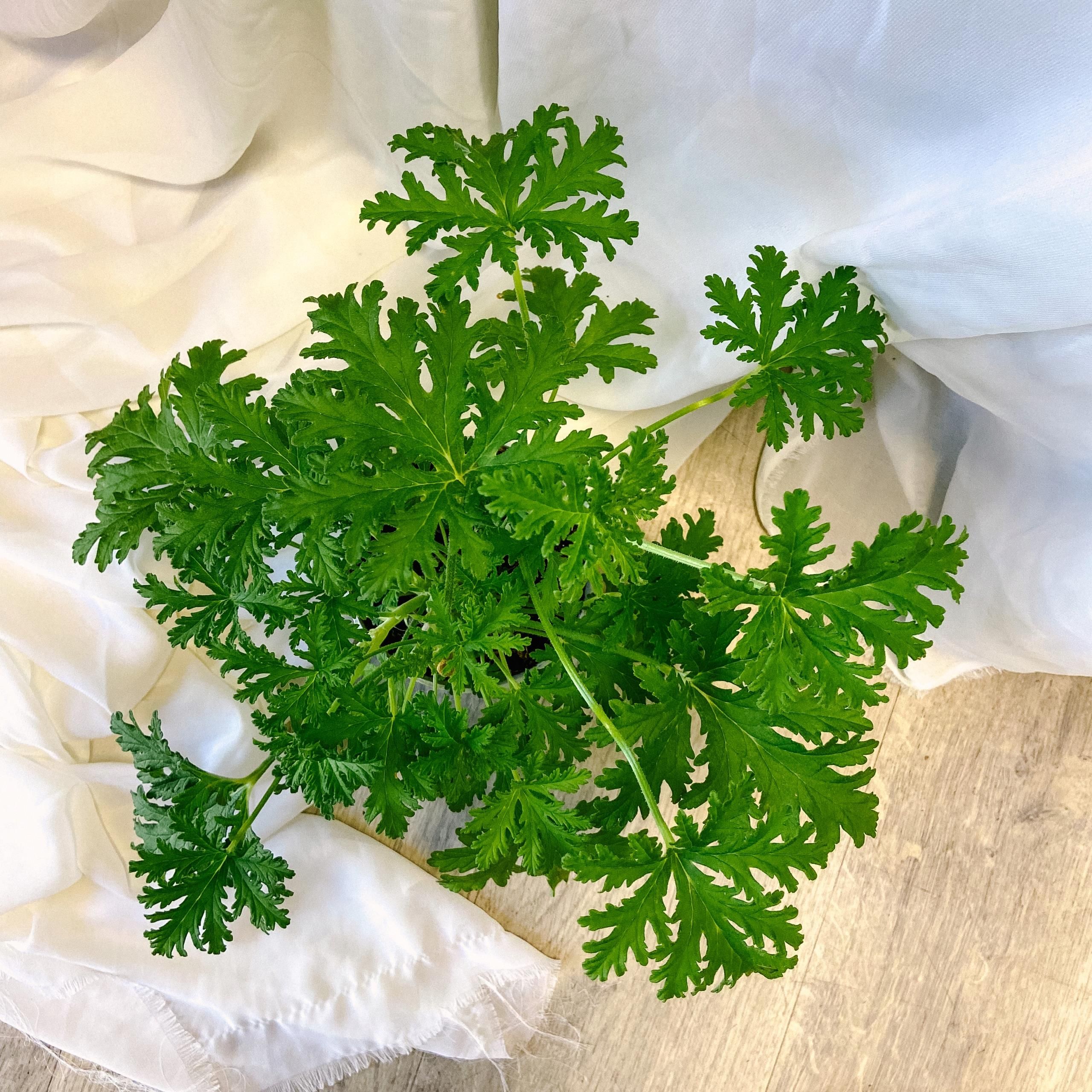 Geranium Anginka Roślina Do Ucha Pelargonia - Ceny i opinie - Ceneo.pl