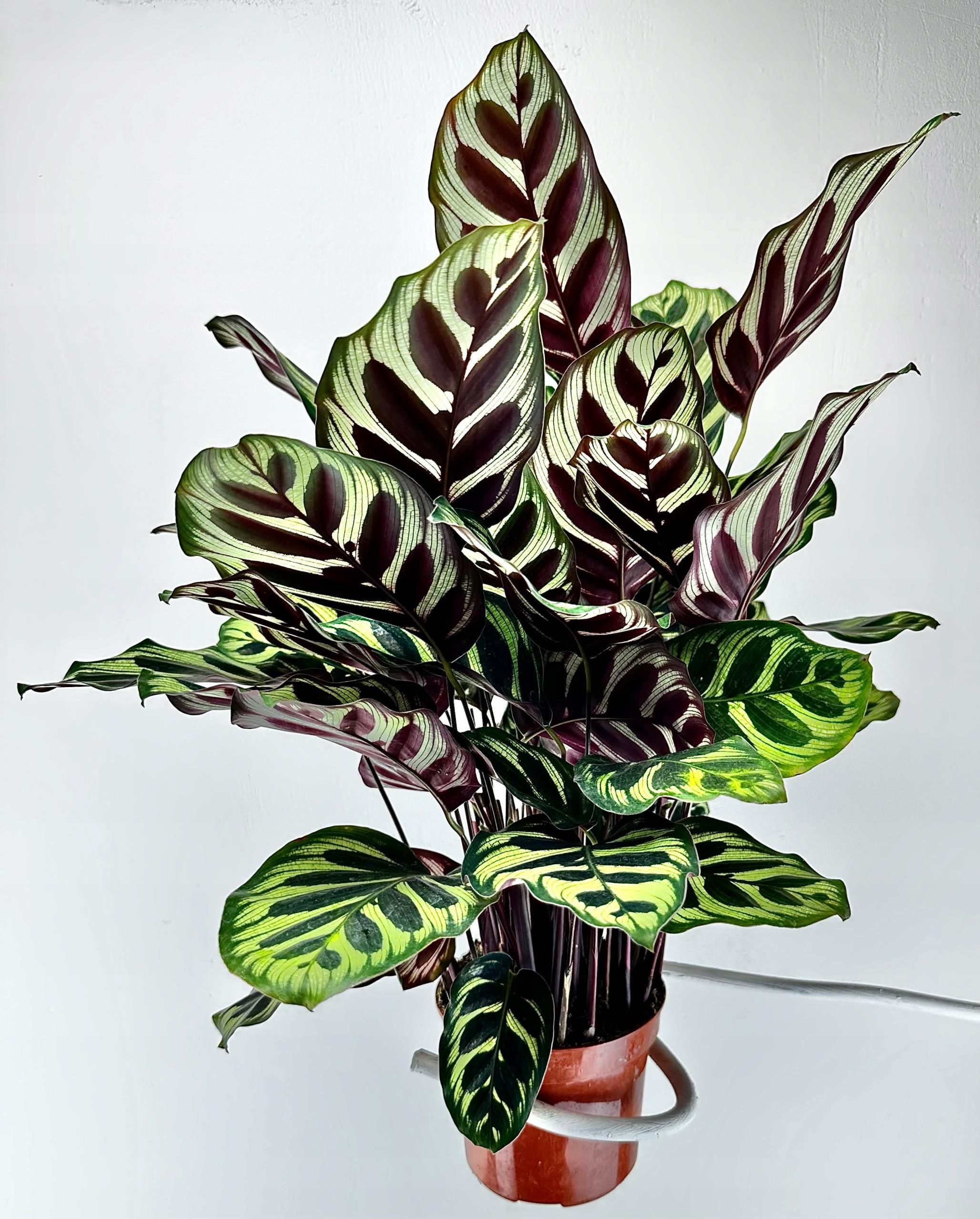 Calathea Makoyana Kalatea Makoya 12cm - Ceny i opinie - Ceneo.pl