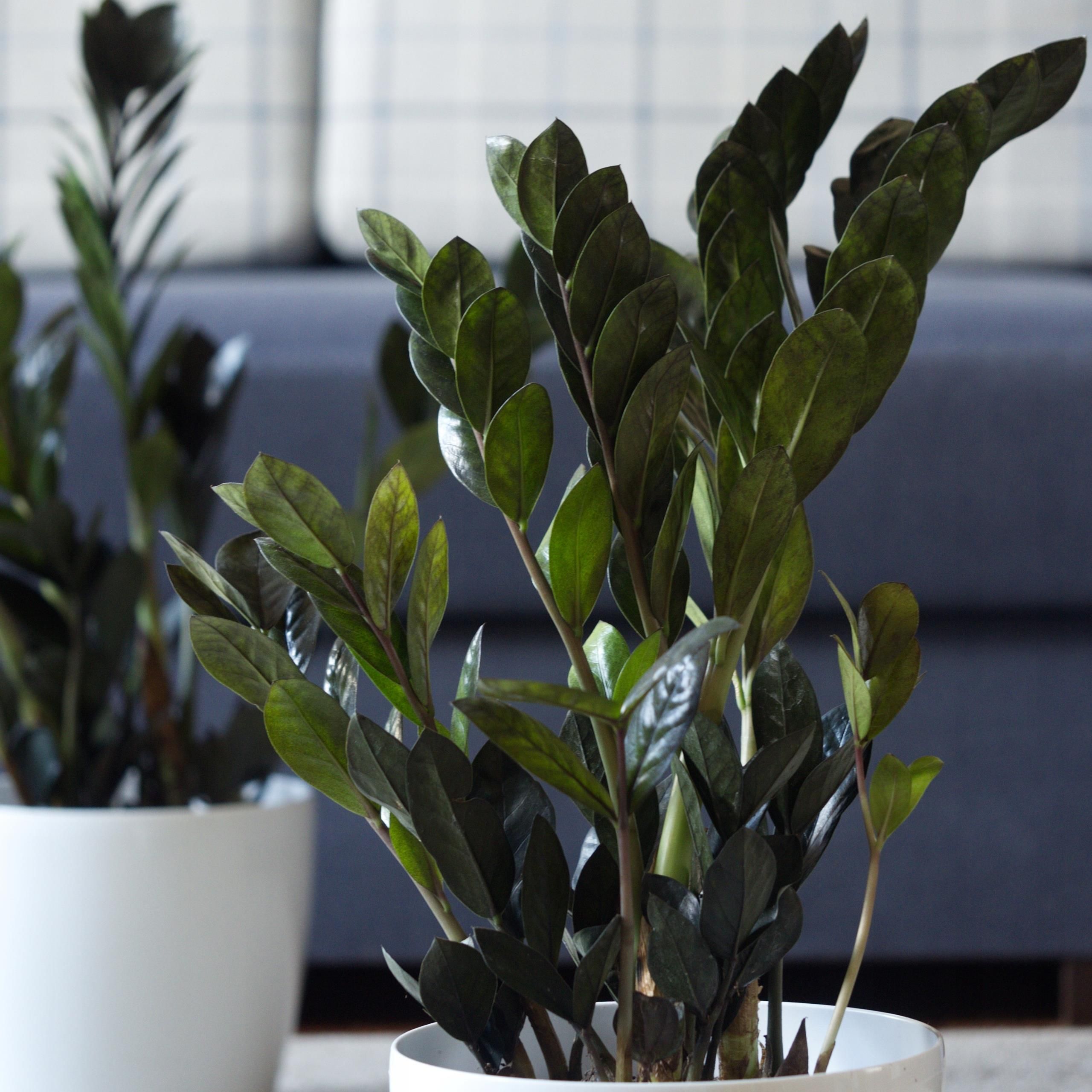Zamiokulkas Raven Zamioculcas Zamiifolia 50-60cm - Ceny i opinie - Ceneo.pl