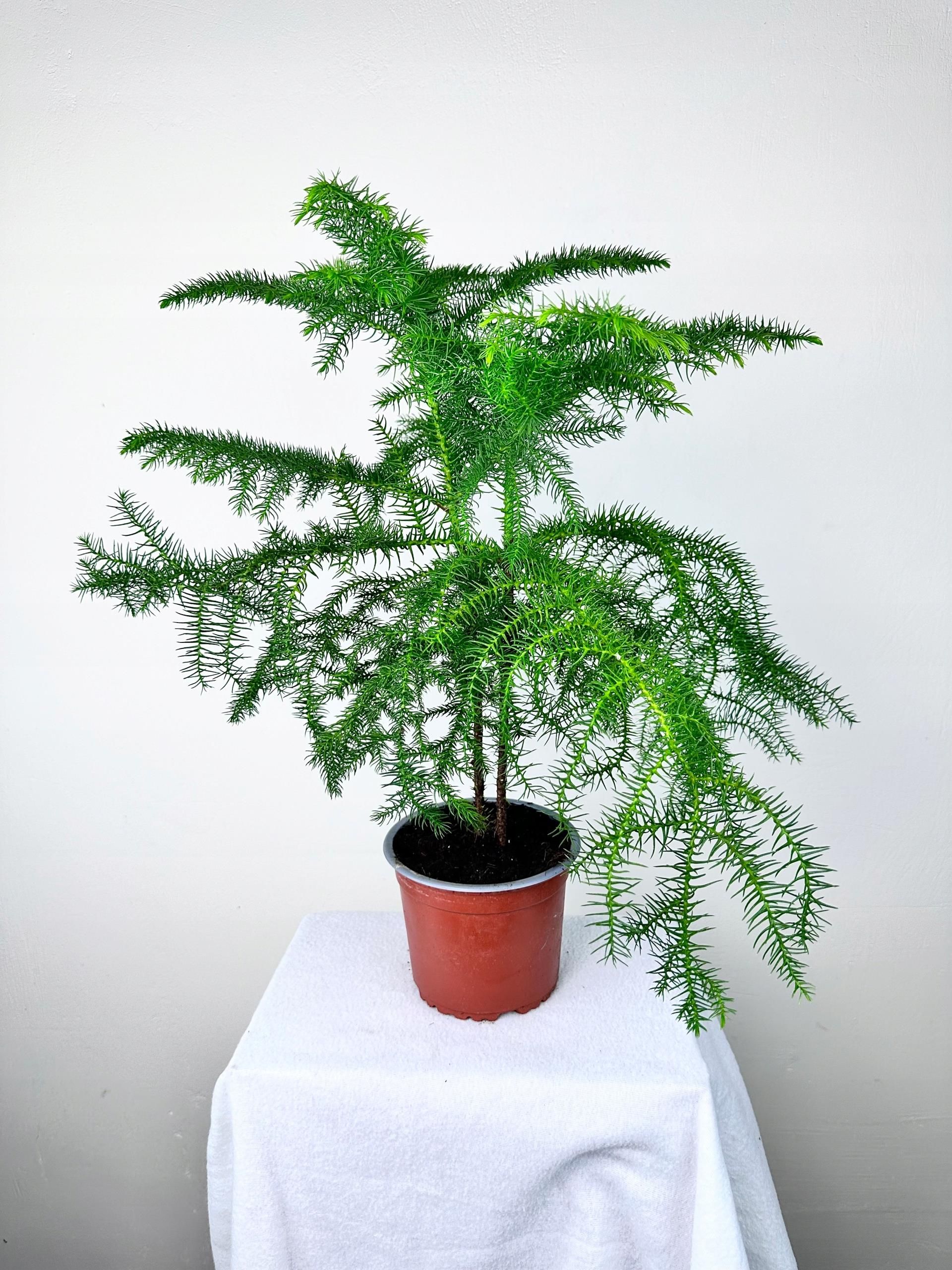 Araukaria Araucaria Podwójna 14cm - Ceny i opinie - Ceneo.pl