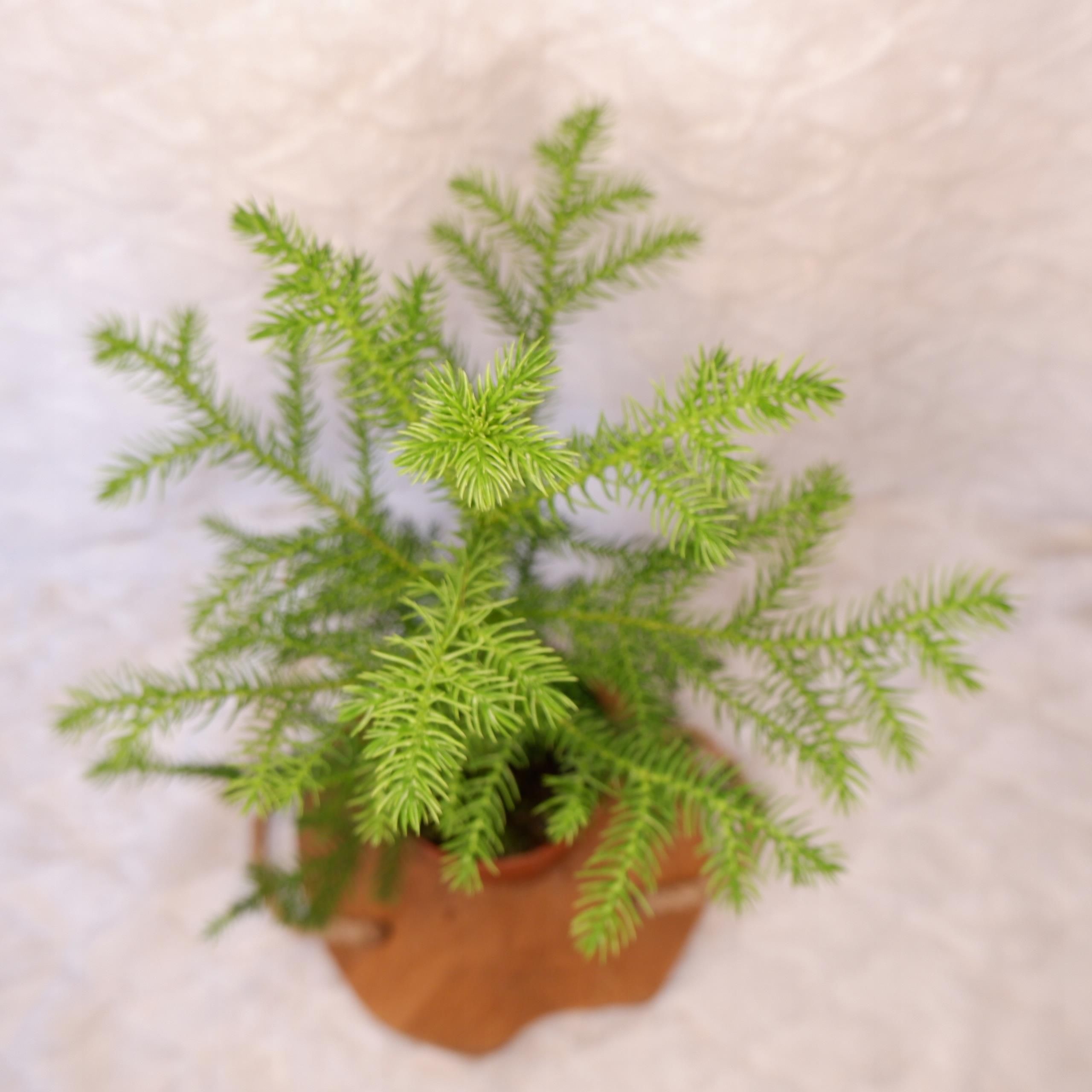 Araukaria Wyniosła Araucaria Heterophylla 10cm - Ceny i opinie - Ceneo.pl