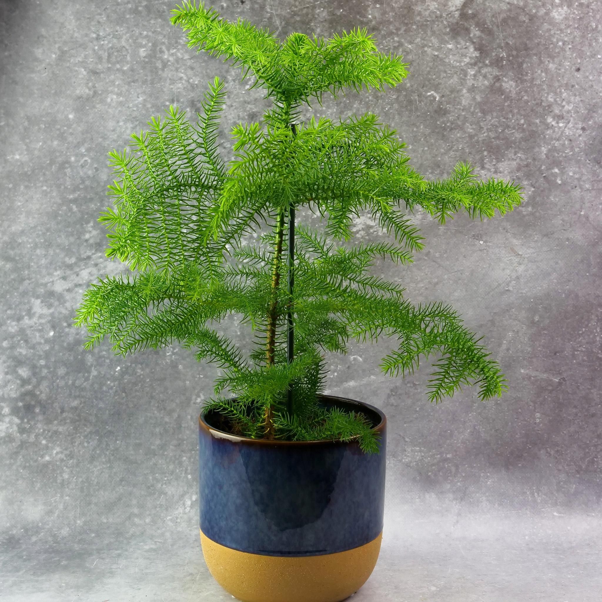 Mikroklimat Araucaria Heterophylla Araukaria Jodełka Domowa Drzewko ...