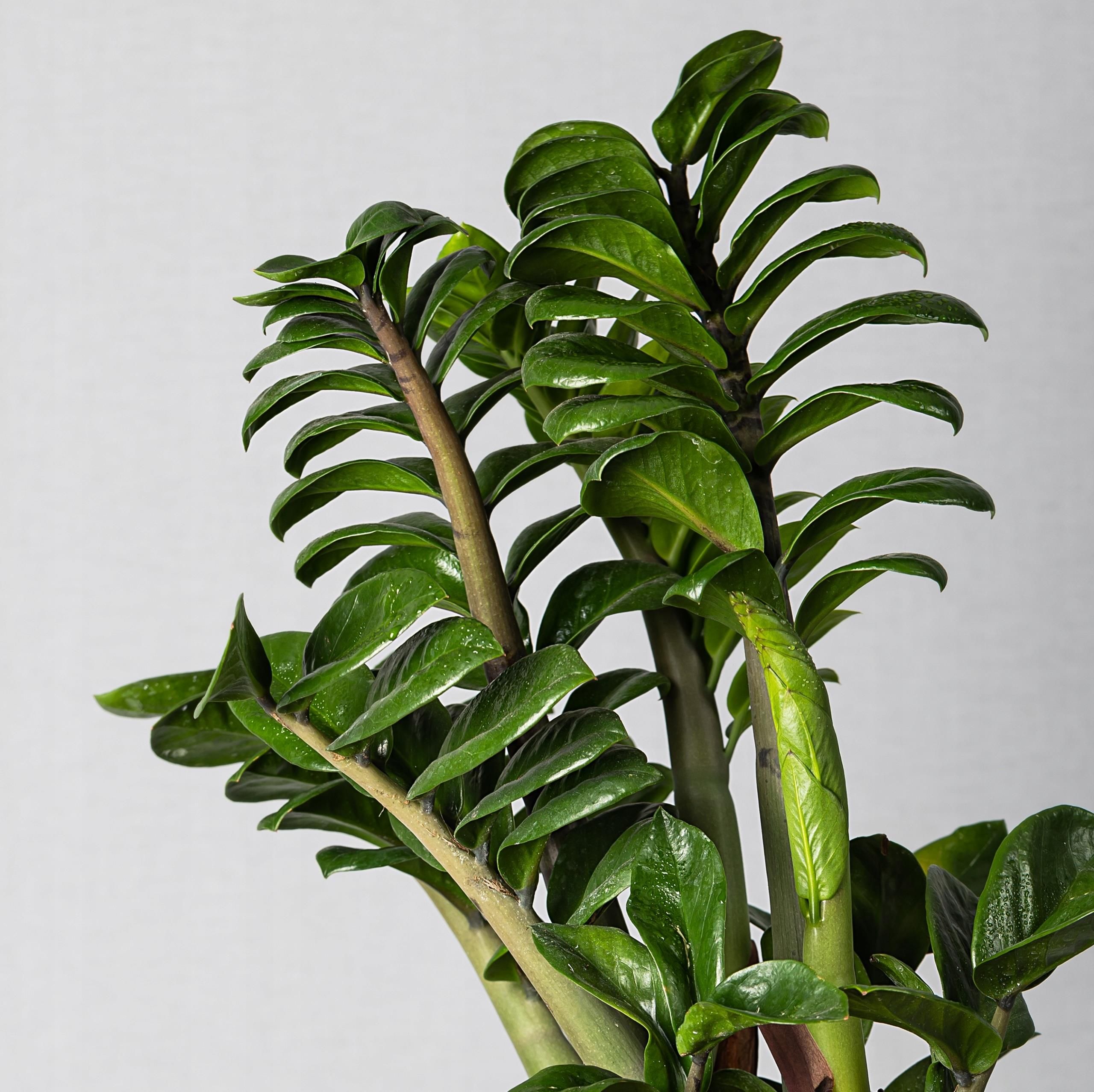 Zamiokulkas Zenzi Zamioculcas Piękny Maluch - Ceny i opinie - Ceneo.pl