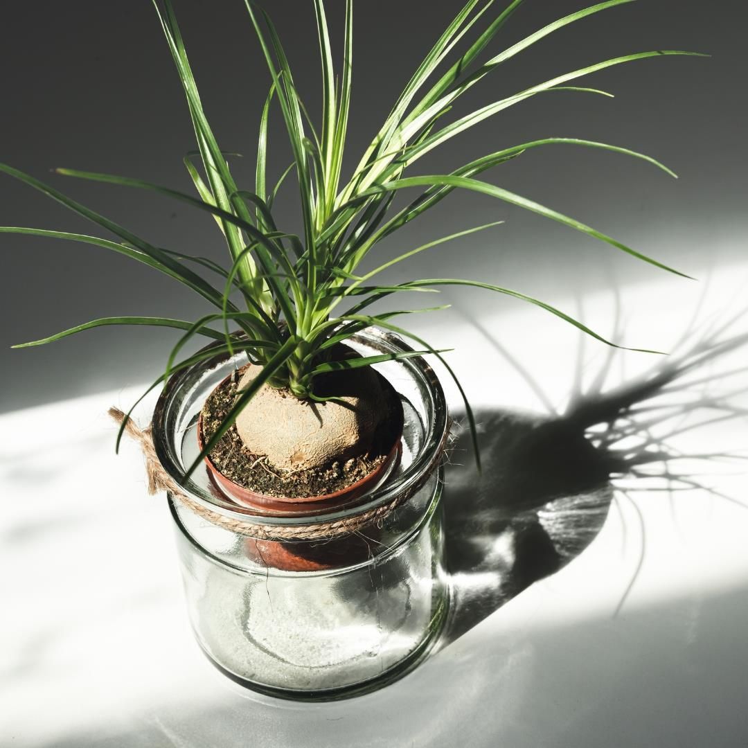 Beaucarnea Recurvata Nolina Wygięta Noga Słonia - Ceny i opinie - Ceneo.pl