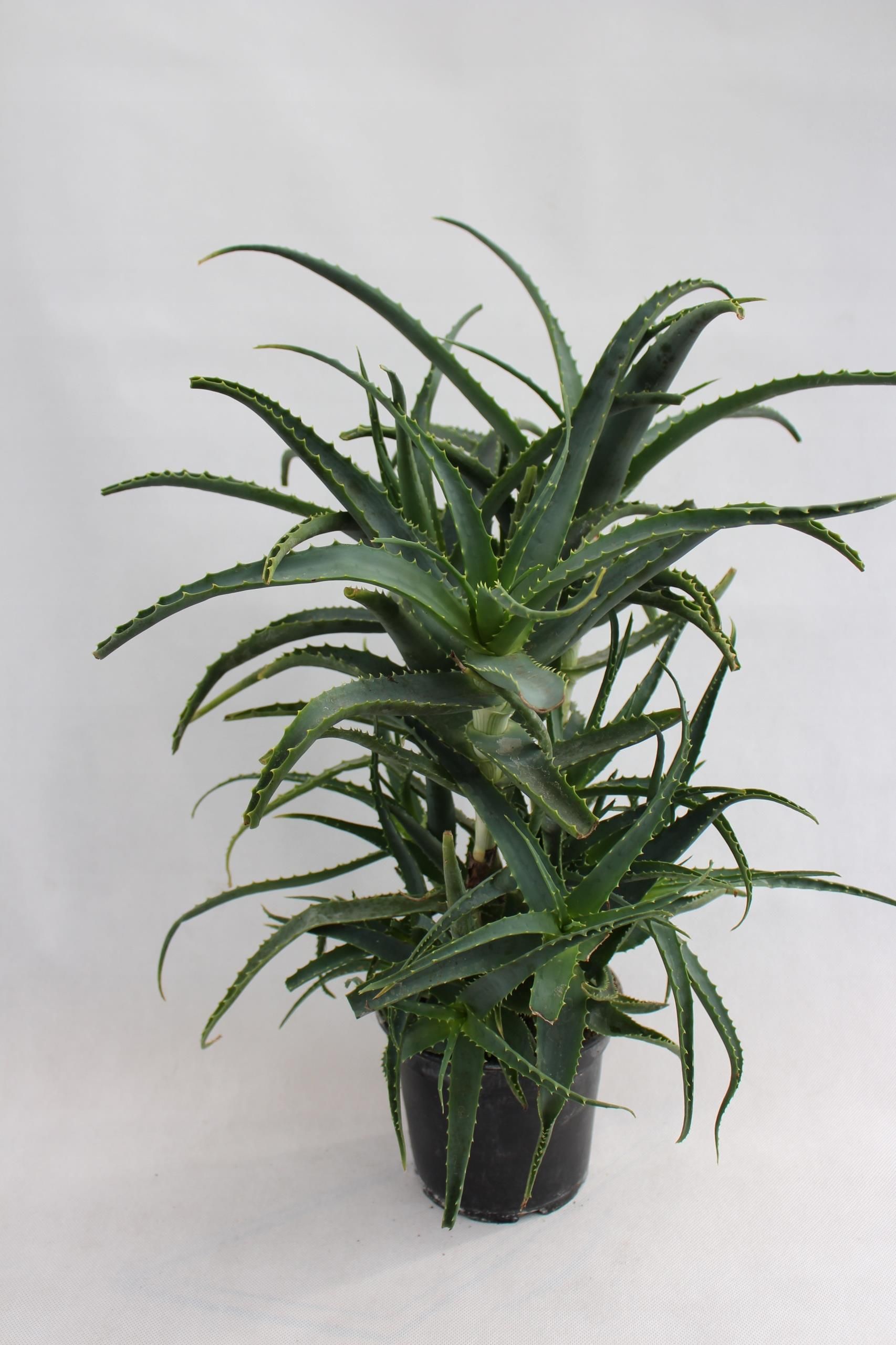 Aloes Aloe 7 Letni Leczniczy Polski Producent Xxl - Ceny i opinie ...