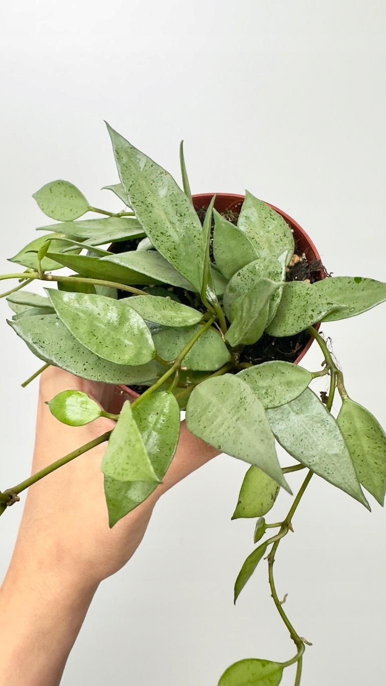 Hoya Lacunosa Mint Unikatowa Roślina Kolekcjonerska - Ceny i opinie ...