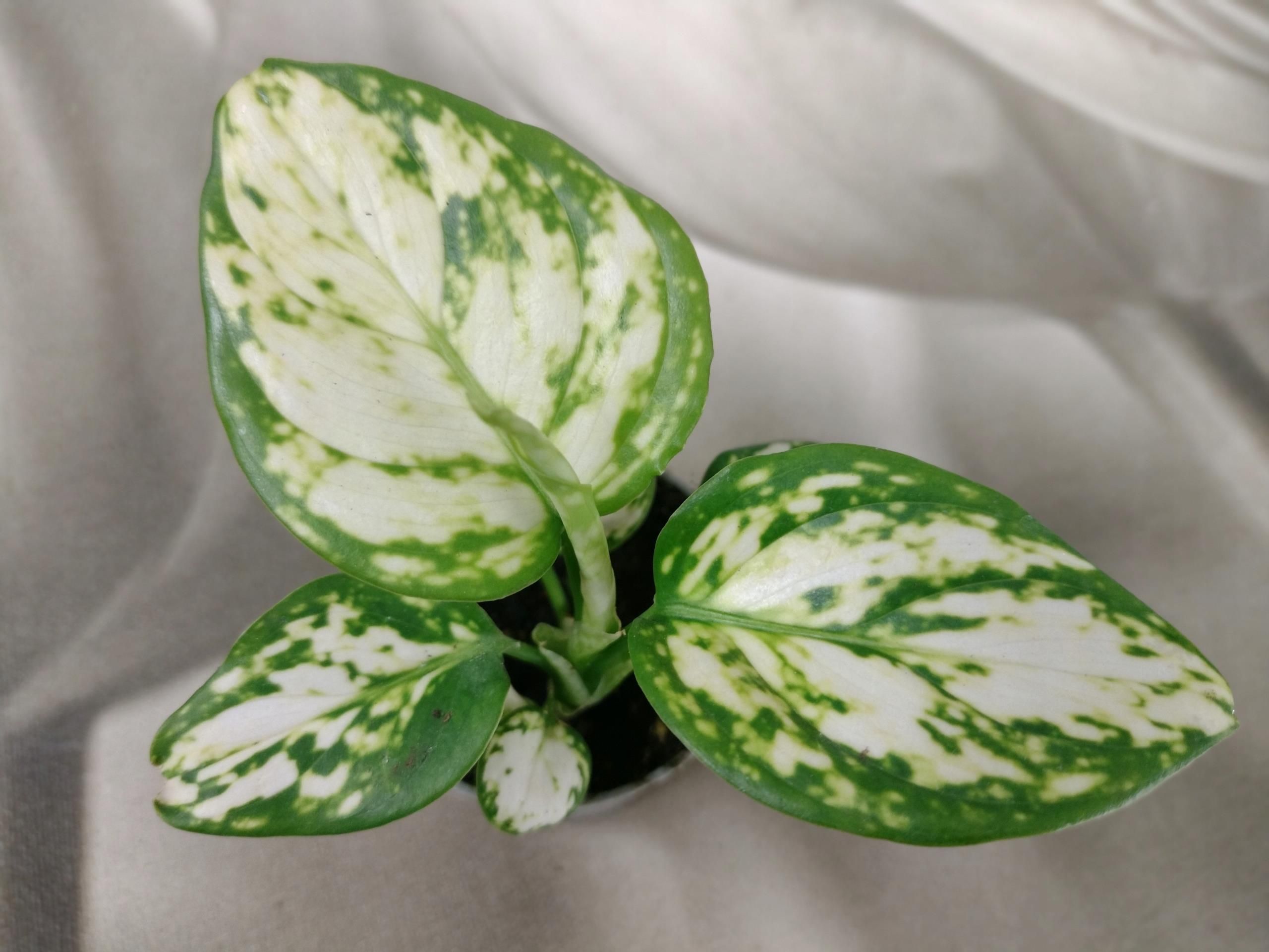 Aglaonema Snowflake Aglonema - Ceny i opinie - Ceneo.pl