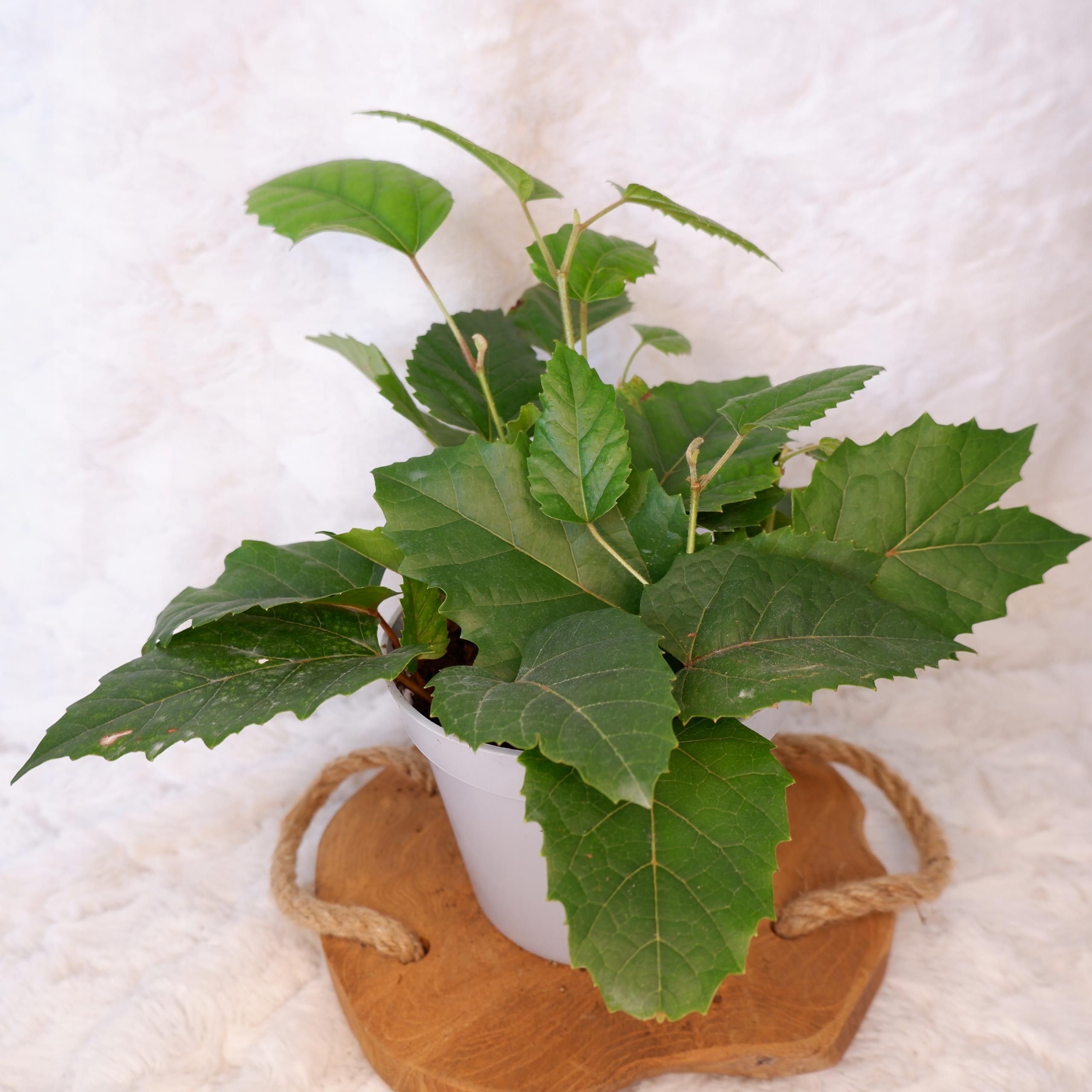 Cisus Australijski Cissus Antarctica 13cm - Ceny i opinie - Ceneo.pl