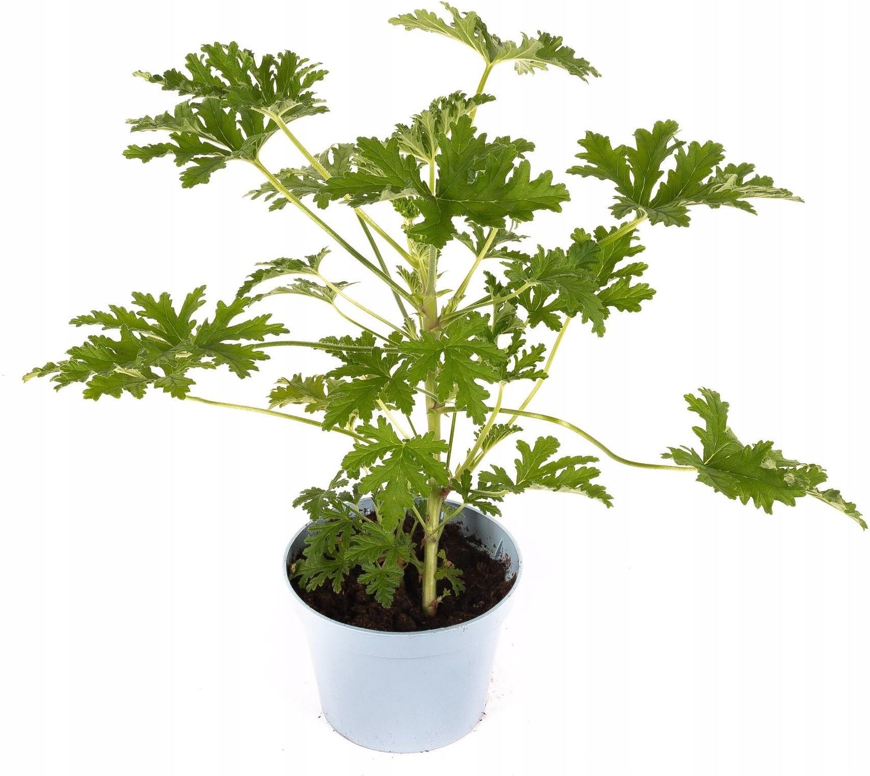 Skimiapl Geranium Anginka Roślina Lecznicza Duże Sadzonki W Donicach ...