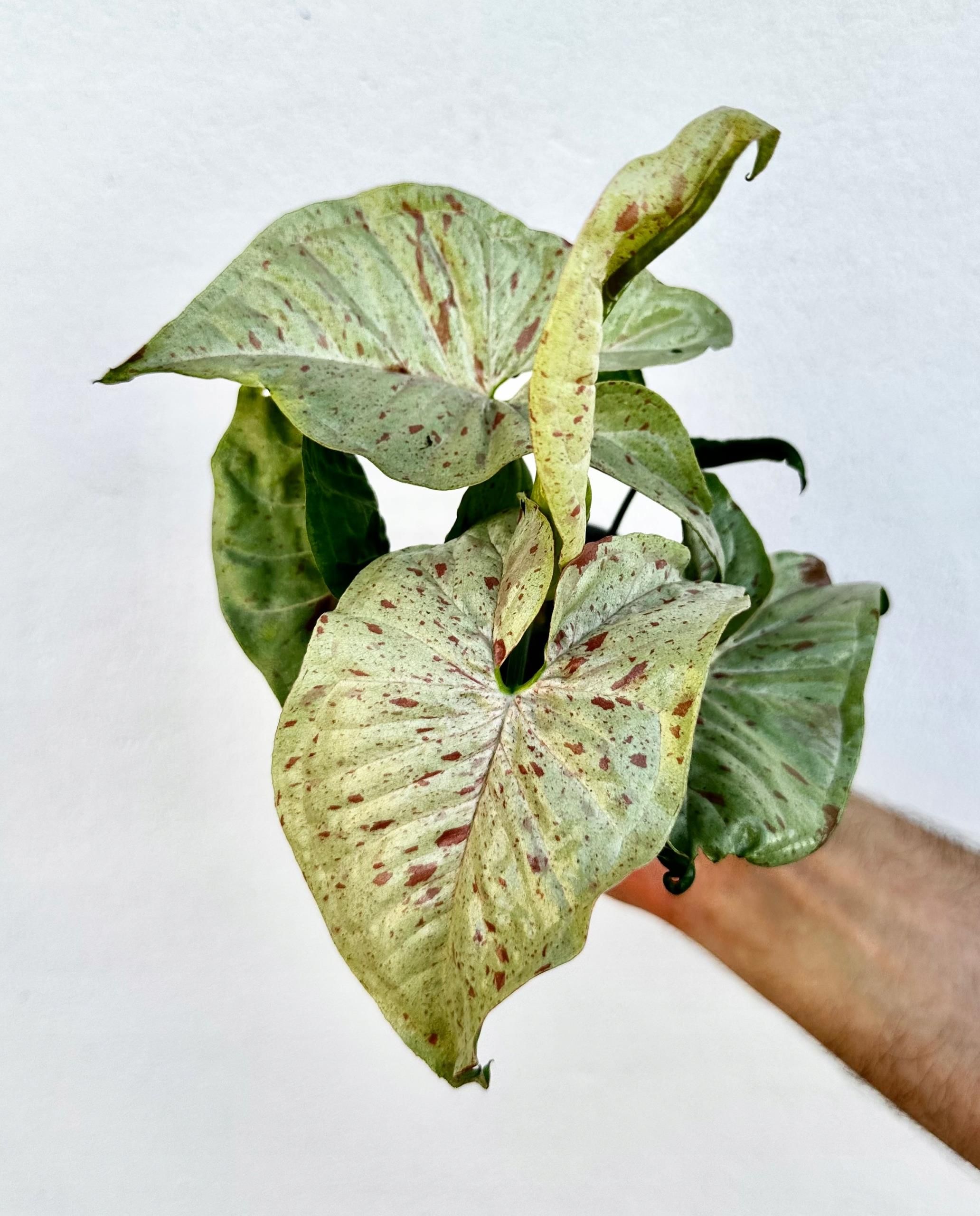 Syngonium Milk Confetti Zroślicha - Ceny i opinie - Ceneo.pl