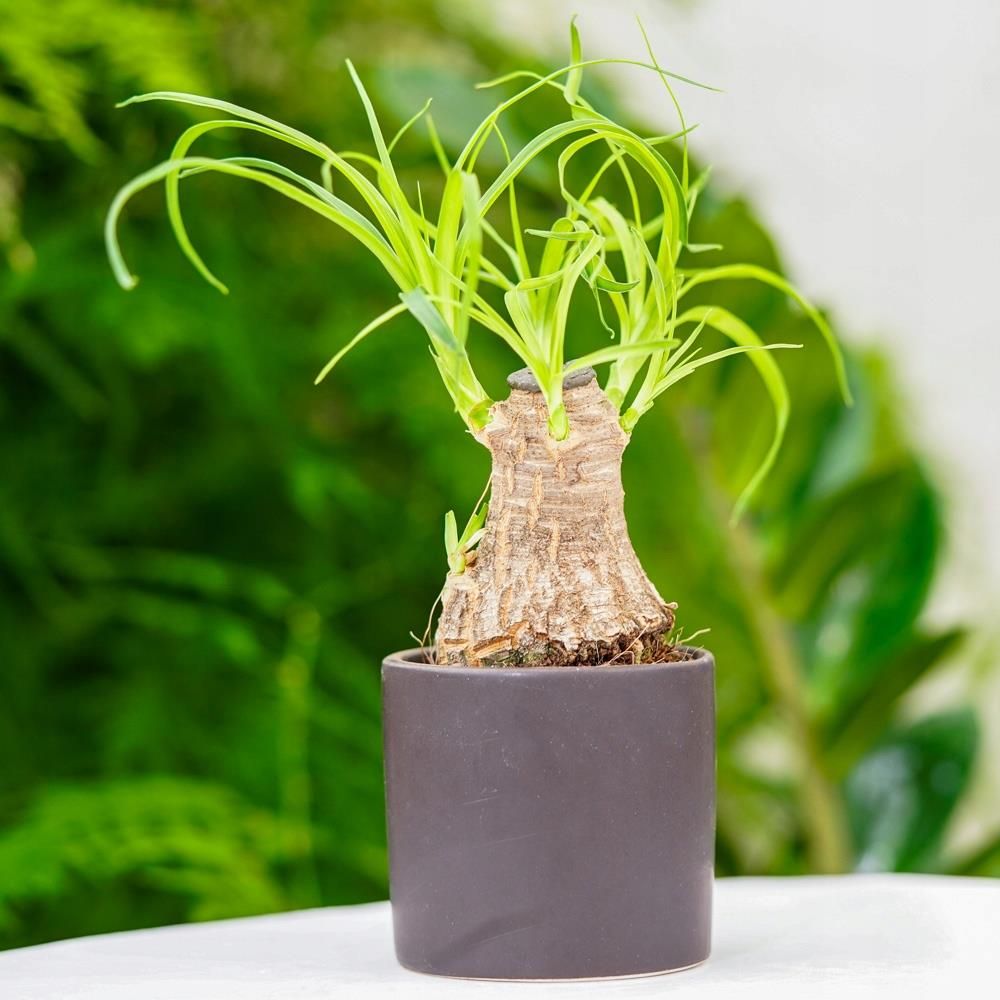 Beaucarnea Recurvata Nolina Wygięta Noga Słonia - Ceny i opinie - Ceneo.pl