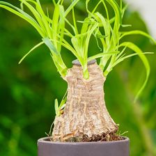 Beaucarnea Recurvata Nolina Wygięta Noga Słonia - Ceny i opinie - Ceneo.pl