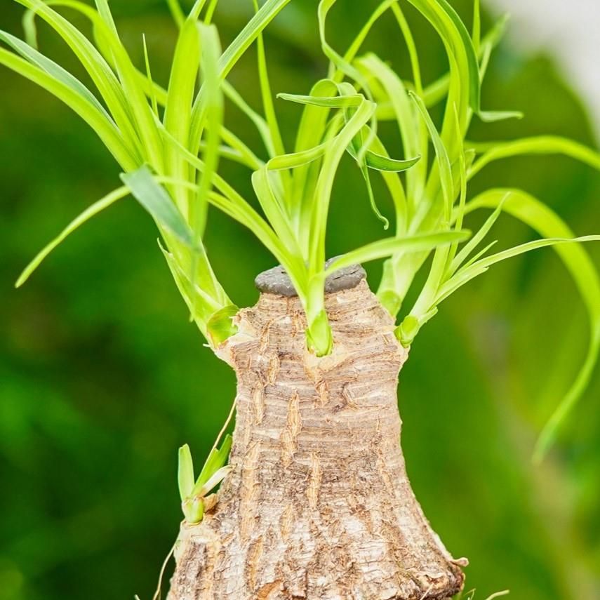 Beaucarnea Recurvata Nolina Wygięta Noga Słonia - Ceny i opinie - Ceneo.pl