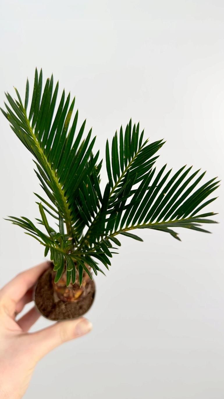 Cycas Revoluta Palma Sagowiec Malutka Tropikalna Palma - Ceny i opinie ...